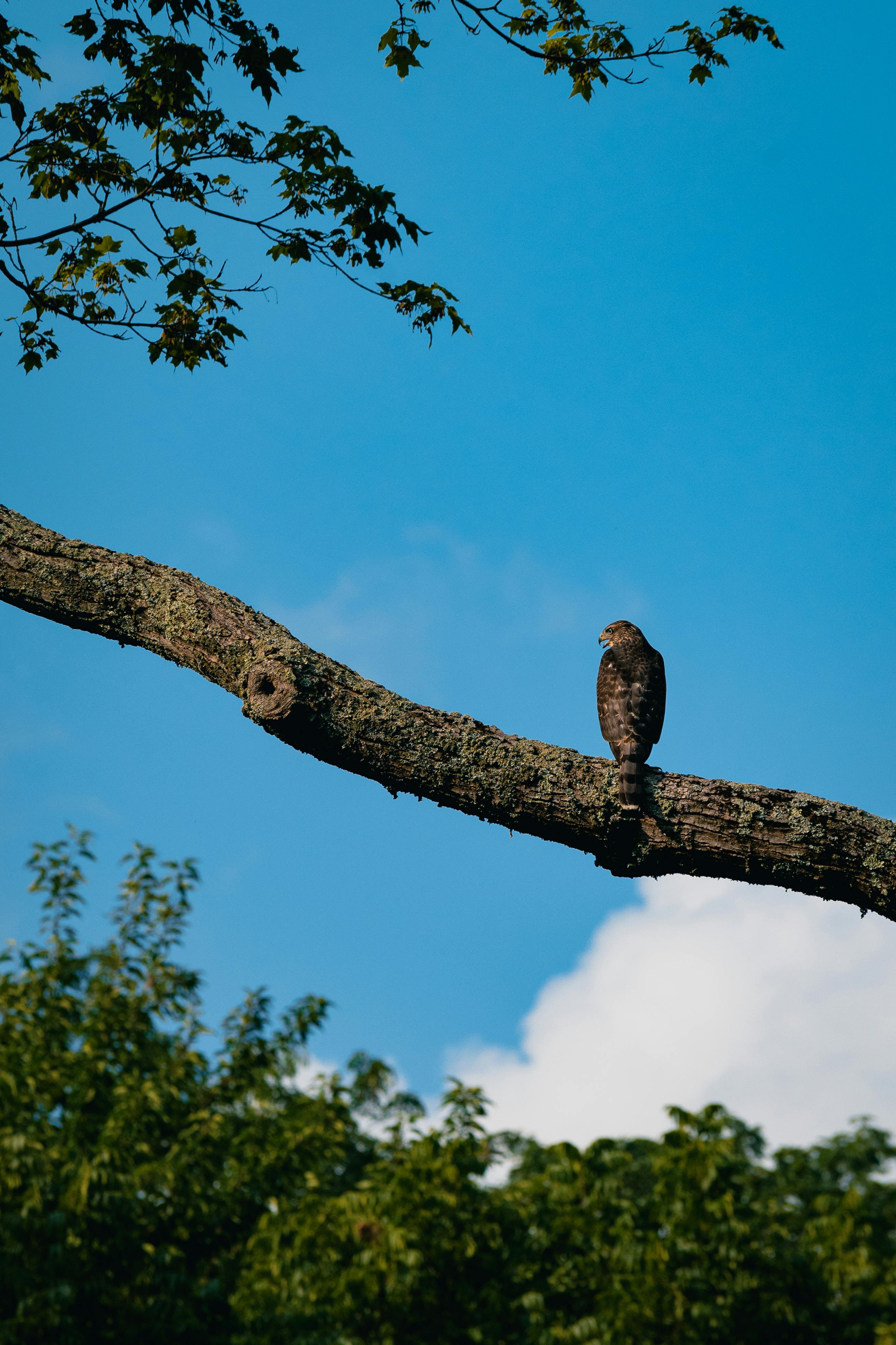 Flight Of Black Bird Above Tree · Free Stock Photo