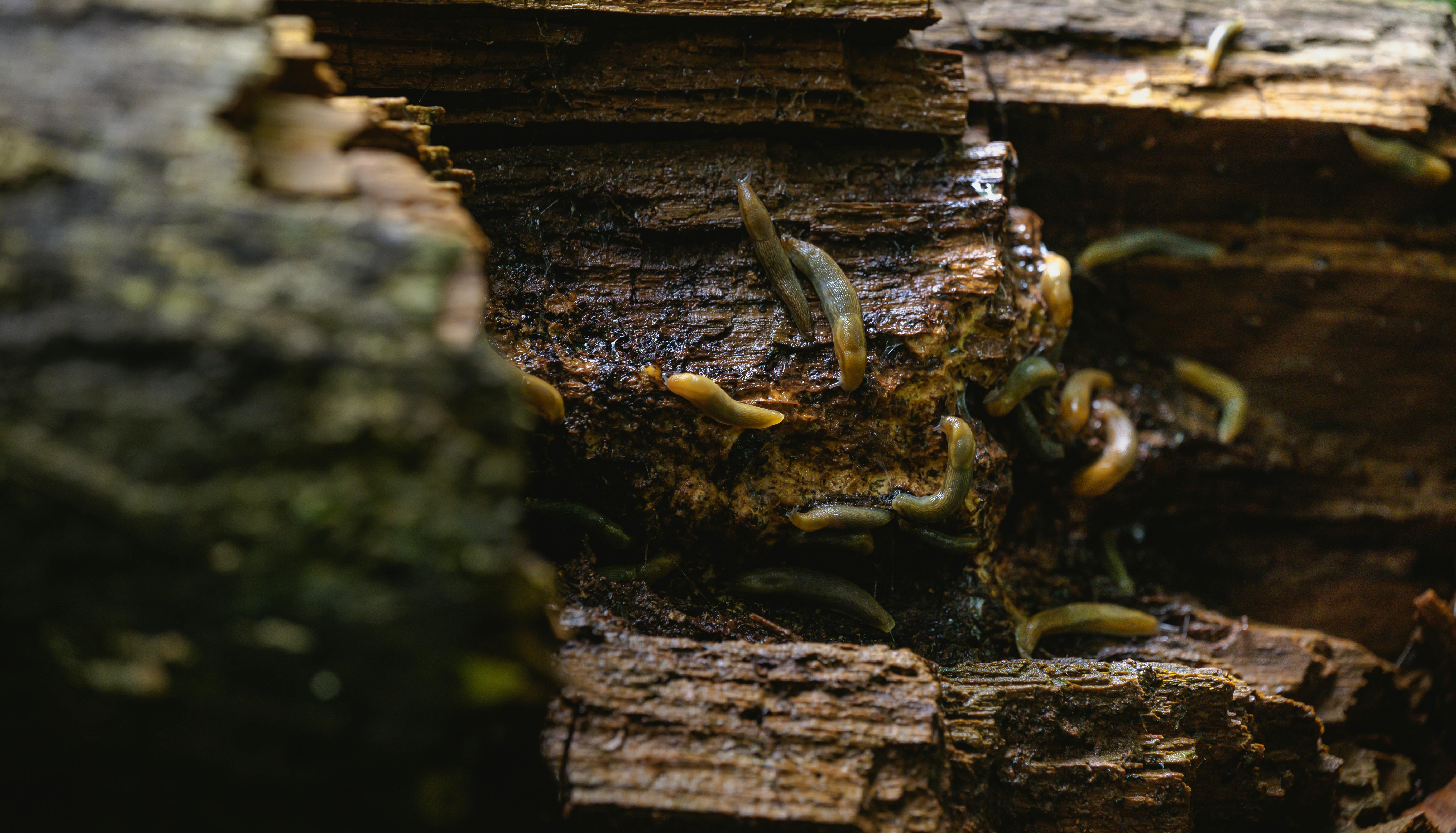 Slugs on Wood Logs · Free Stock Photo