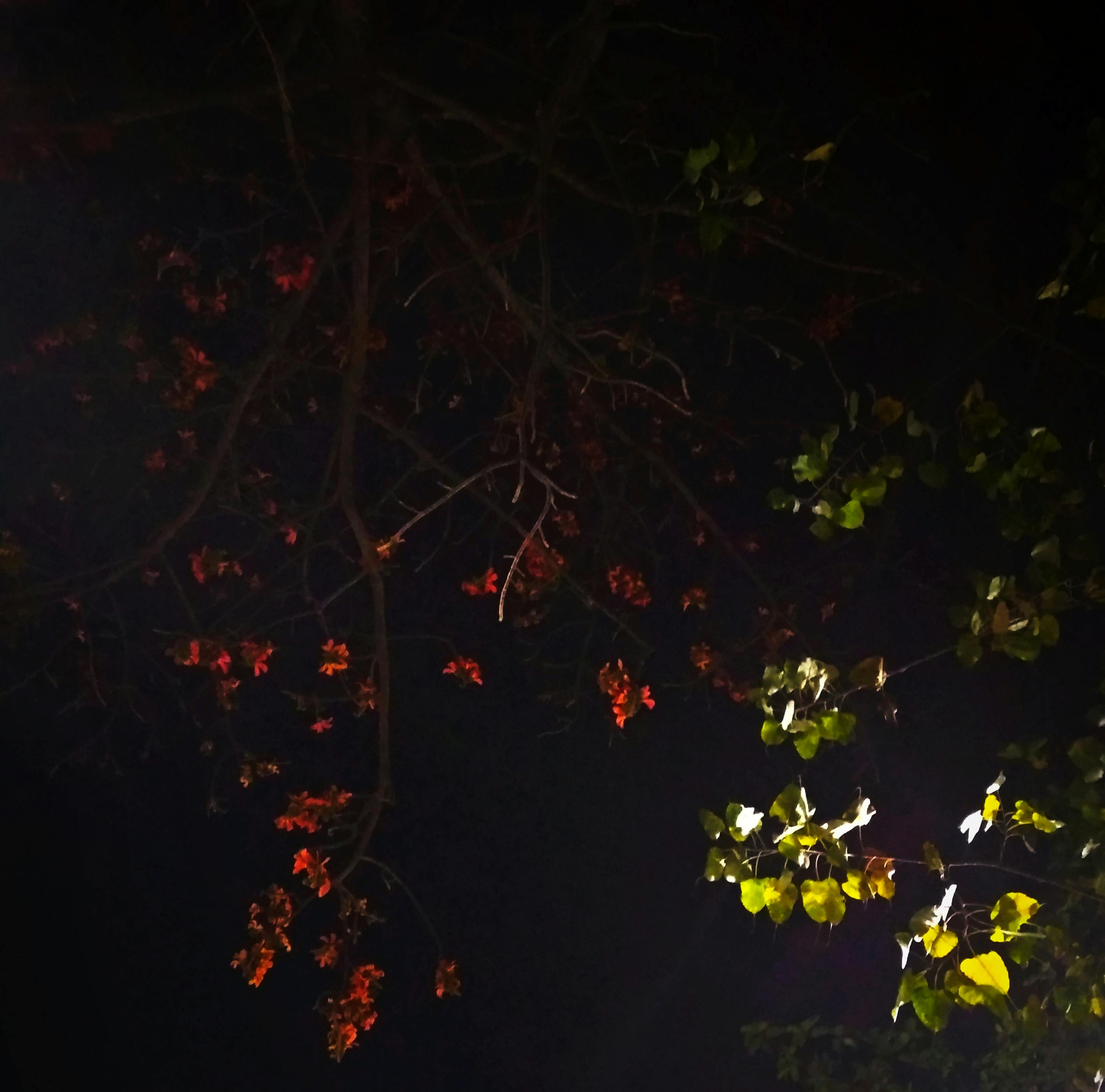 A Tree under Night Sky · Free Stock Photo