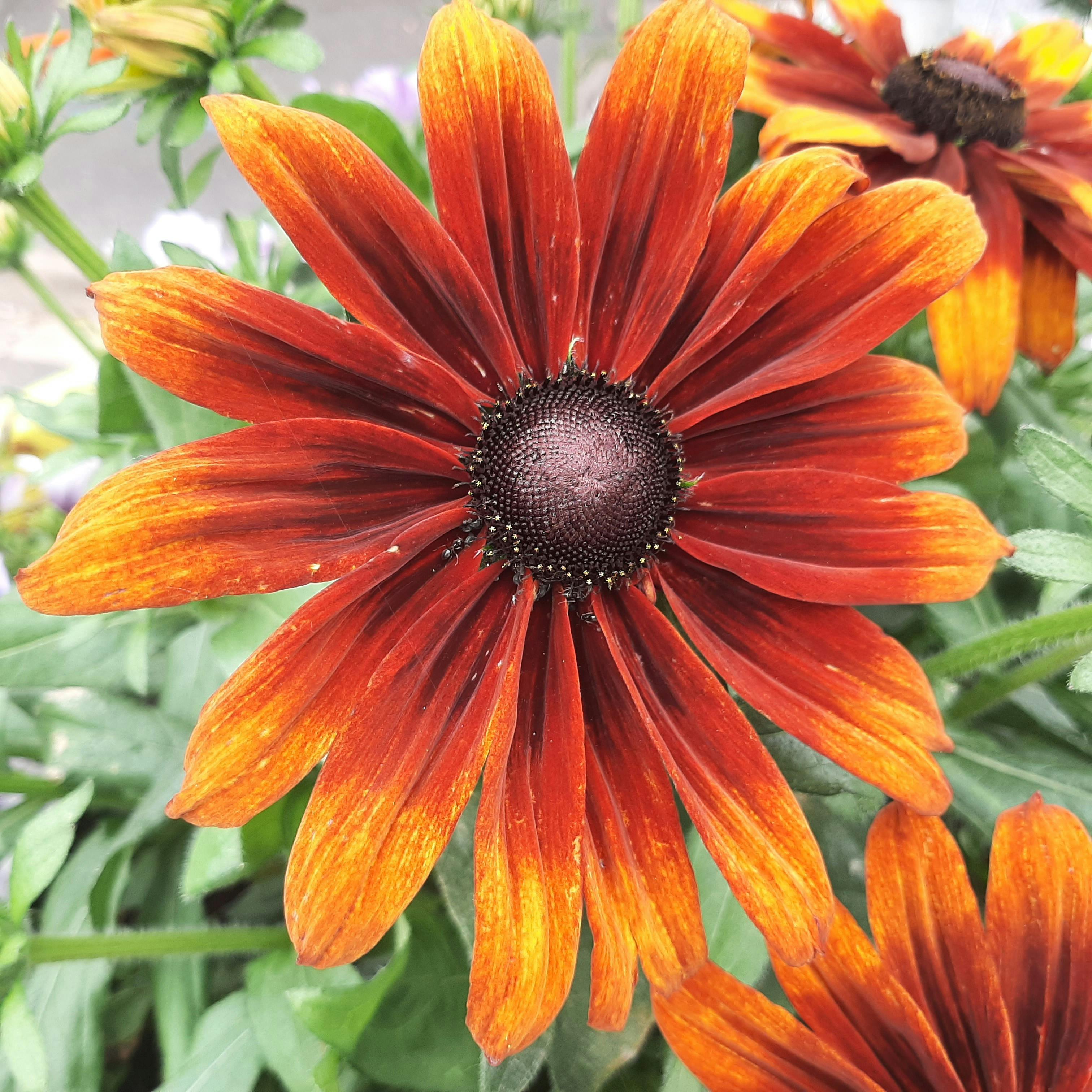 Summerina Photos, Download The BEST Free Summerina Stock Photos & HD Images