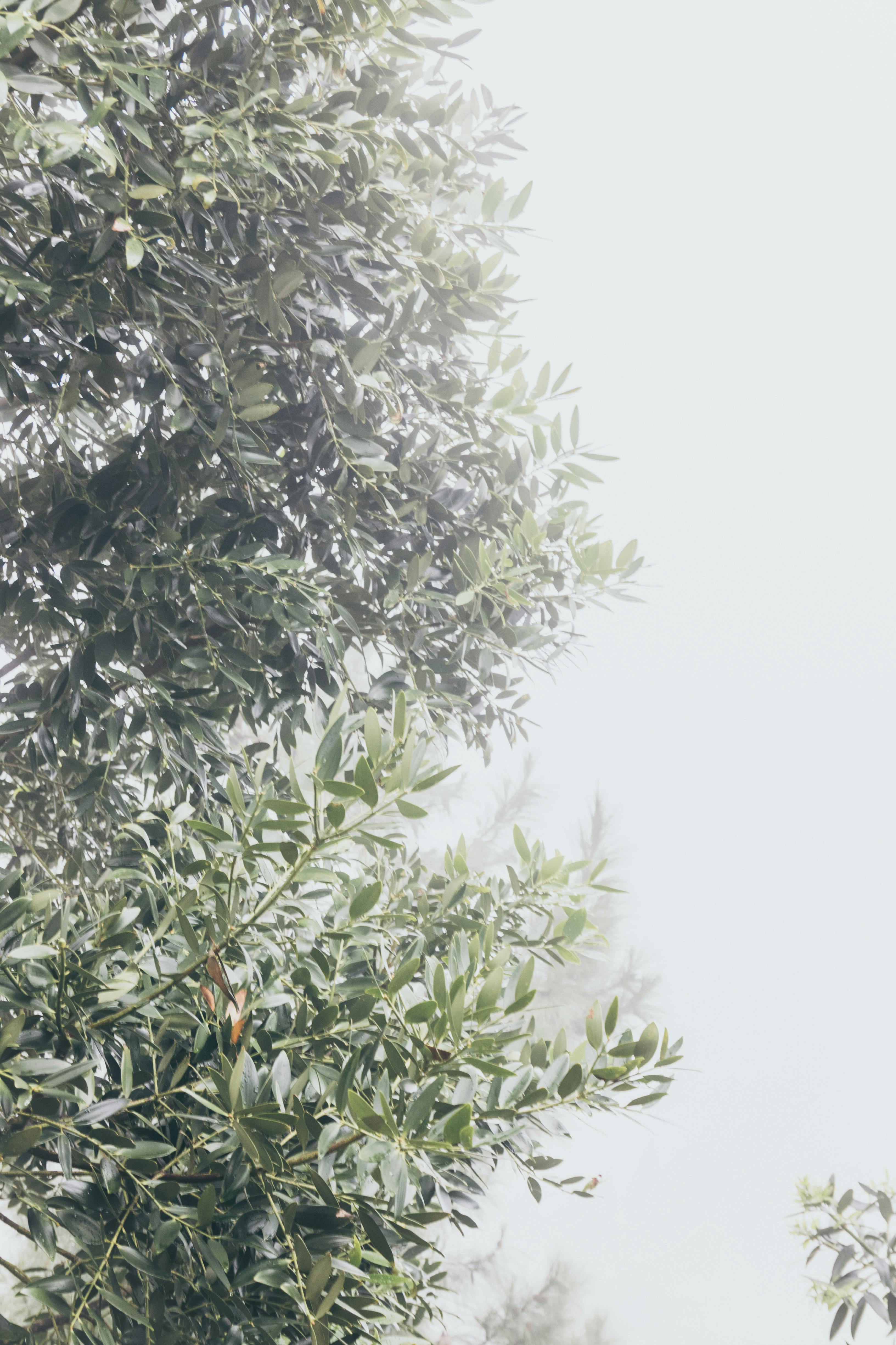 Green Leaf Tree · Free Stock Photo