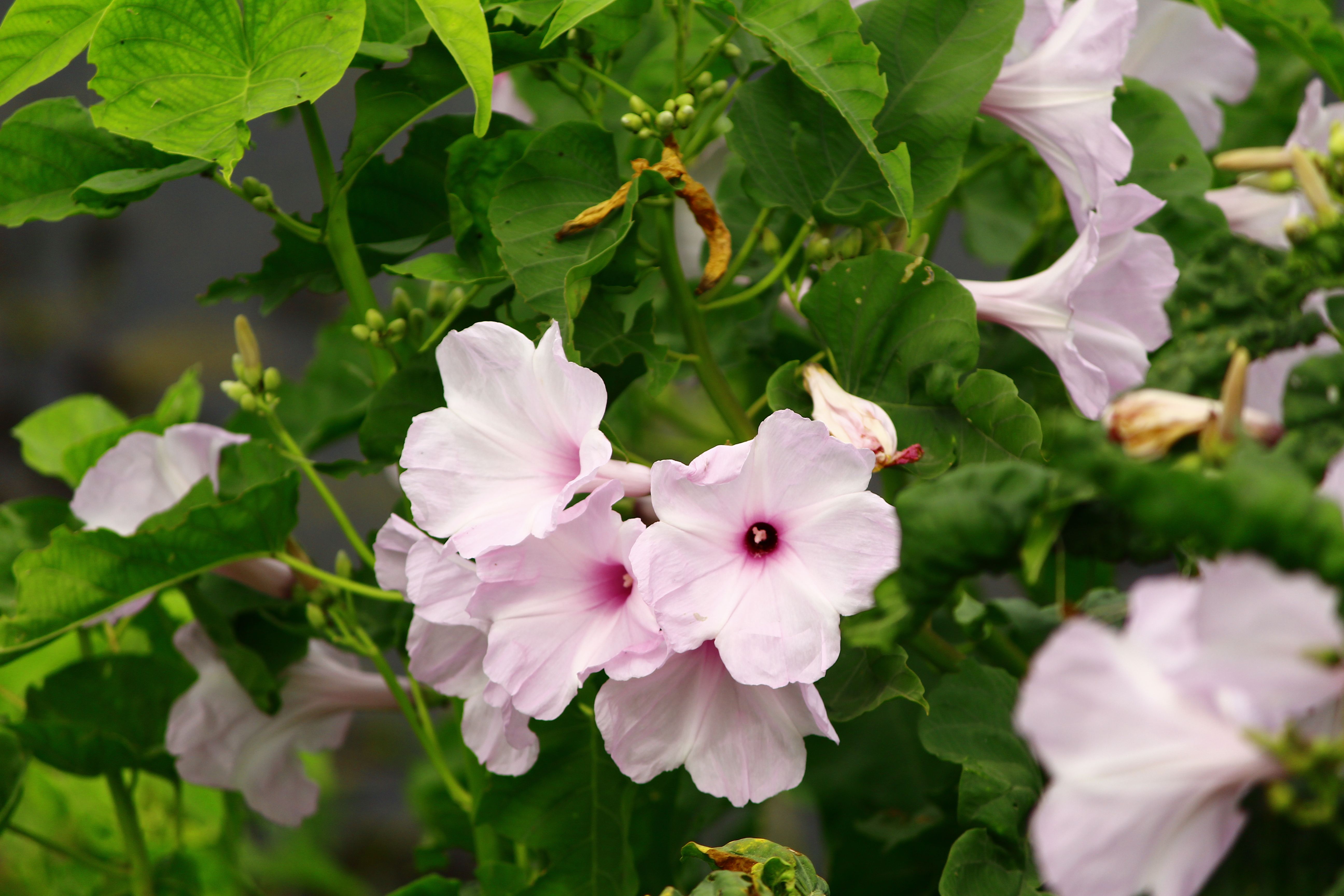 Justicia Carnea Bloemen Photos, Download The BEST Free Justicia Carnea ...