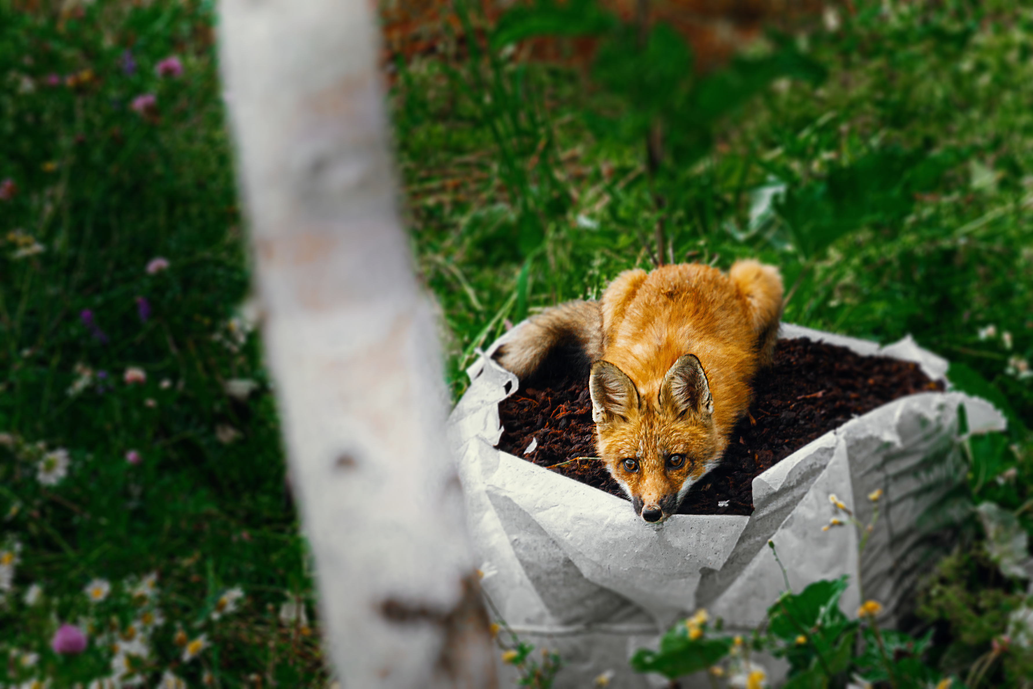 Fox In Garden Photos, Download The BEST Free Fox In Garden Stock Photos ...