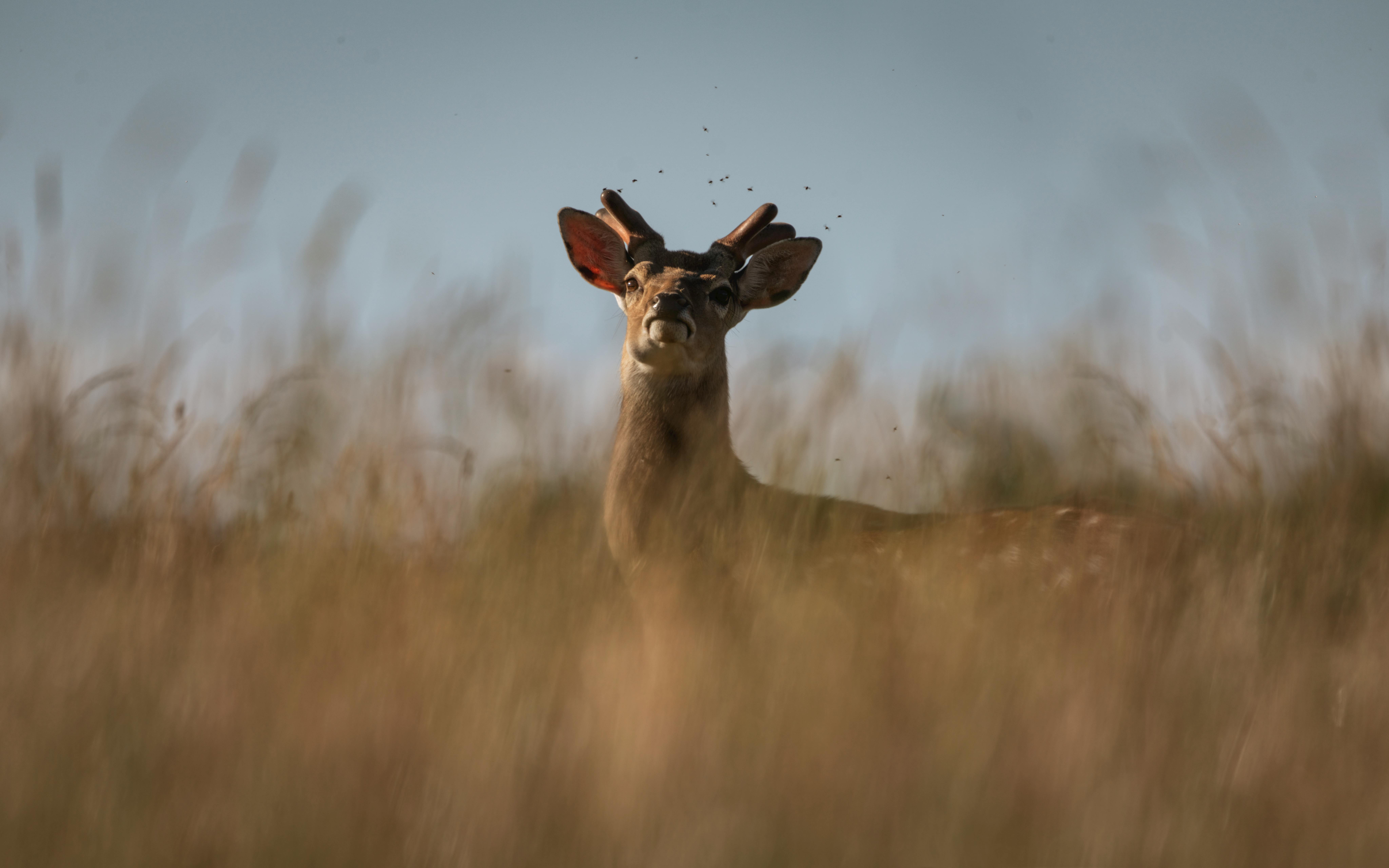Eastern Deer Photos, Download The BEST Free Eastern Deer Stock Photos ...