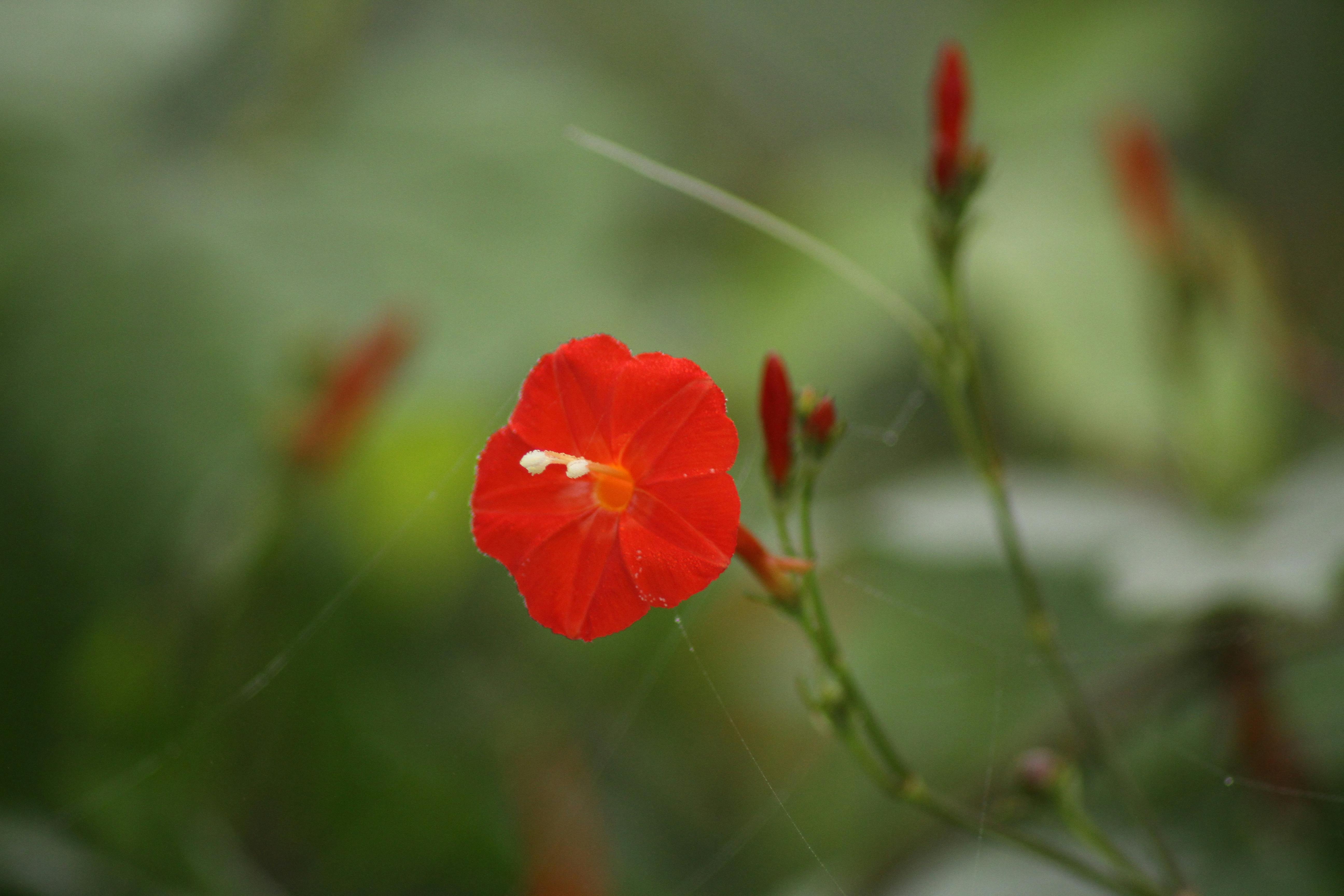 A Close-up Shot of a Red Flower · Free Stock Photo