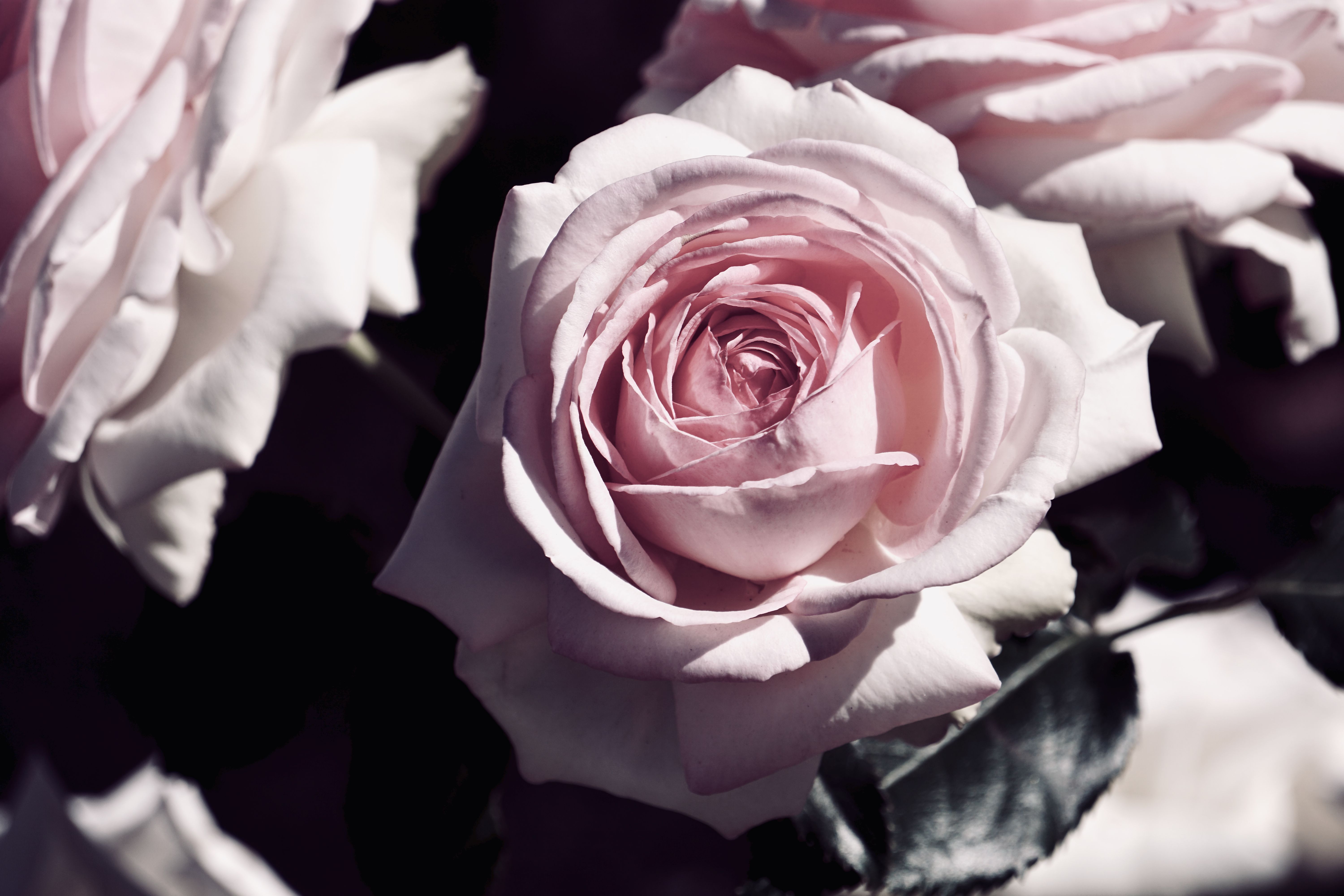 A Pink Object in Close-up Shot · Free Stock Photo