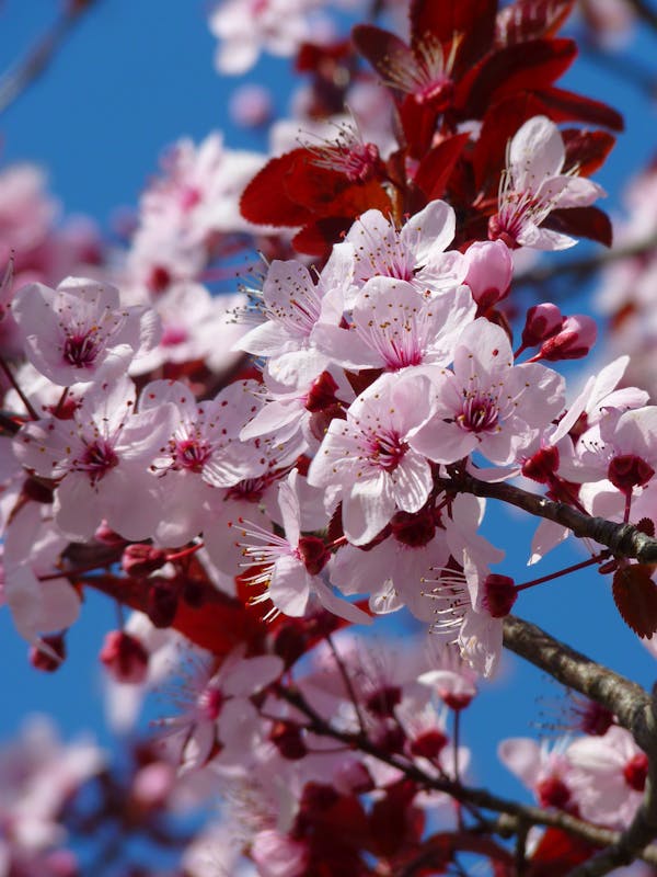Cherry Blossom Photos, Download The BEST Free Cherry Blossom Stock ...
