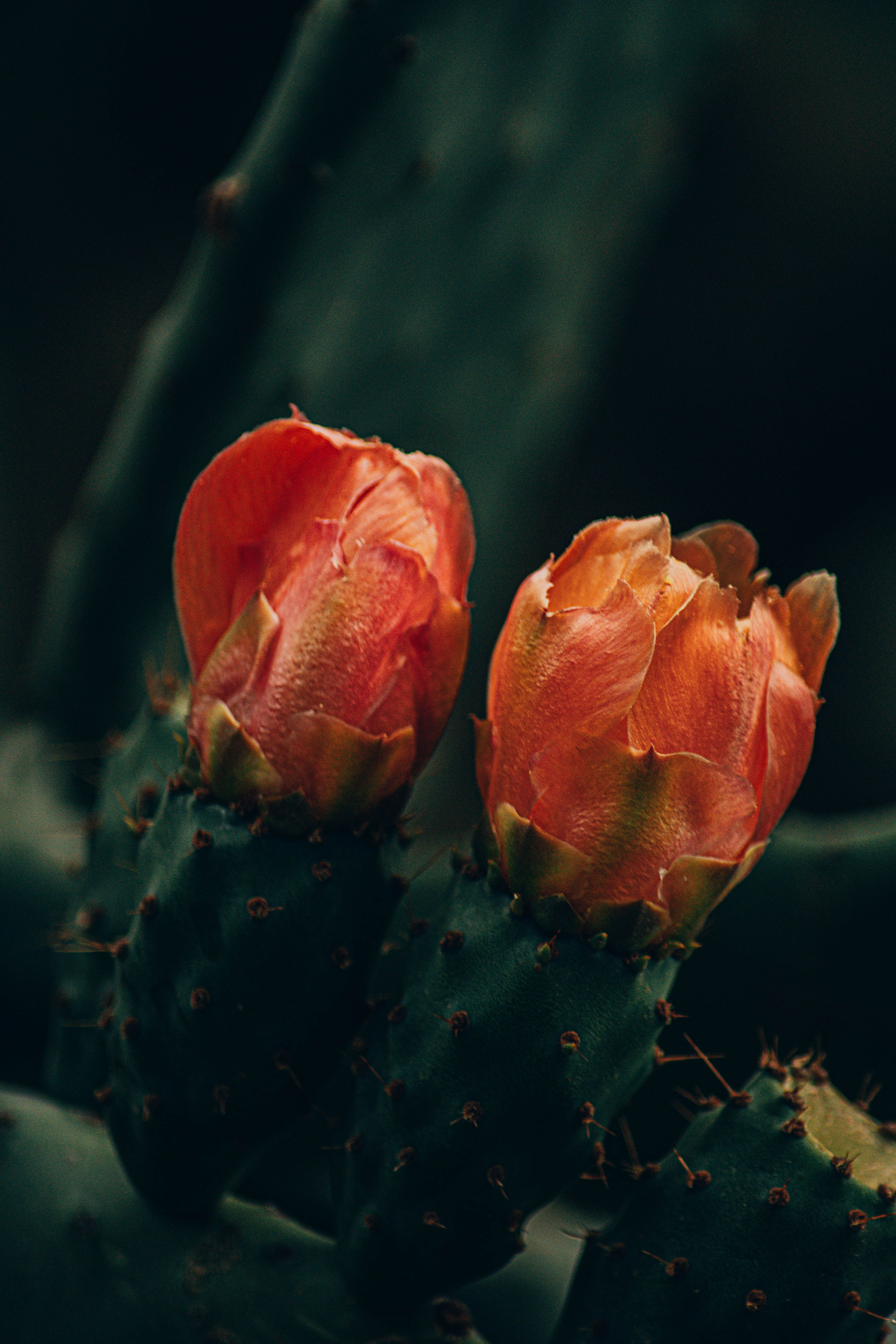 Cactus Virus X Photos, Download Free Cactus Virus X Stock Photos & HD ...