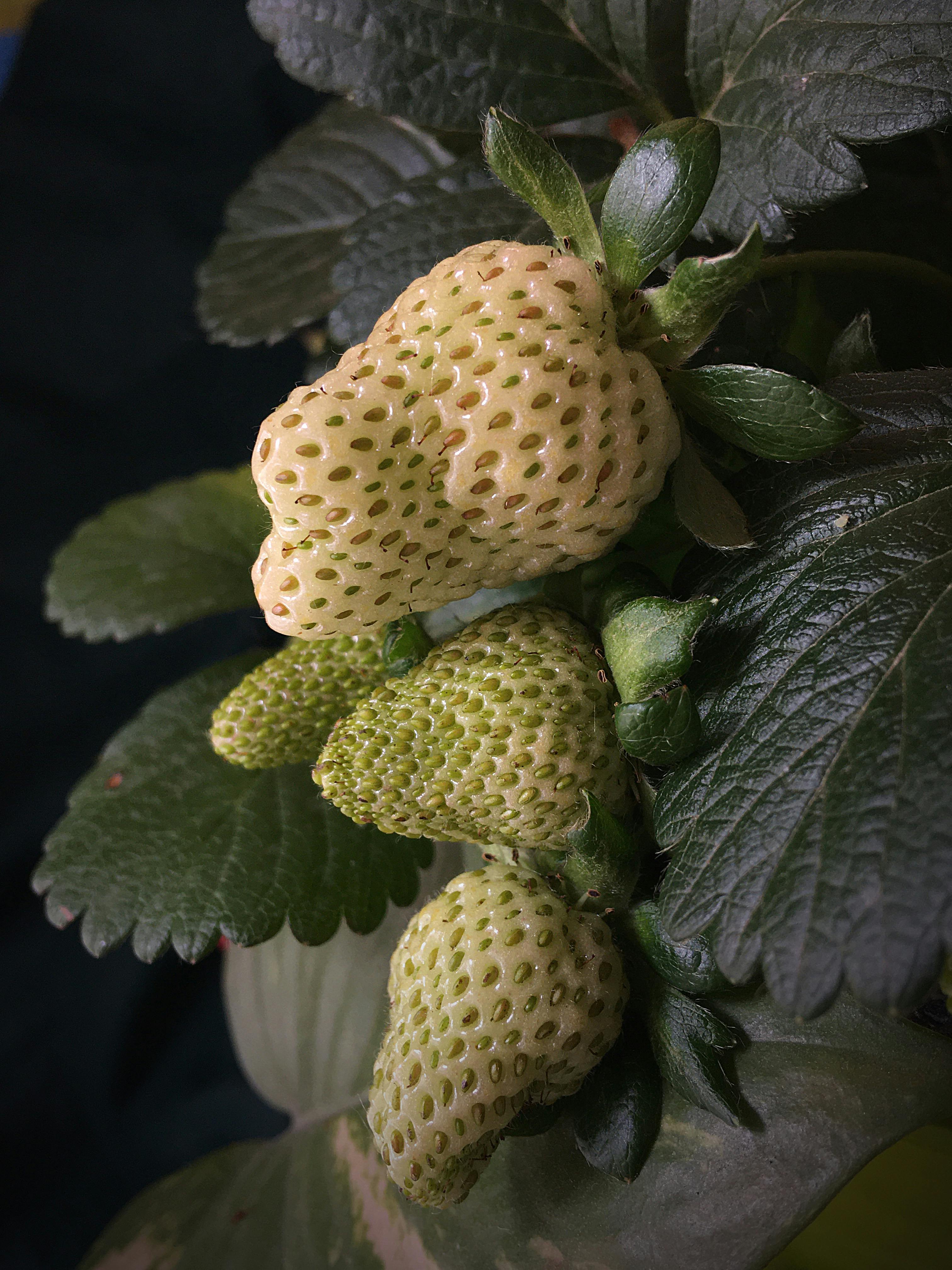 Pineberries Photos, Download The BEST Free Pineberries Stock Photos ...