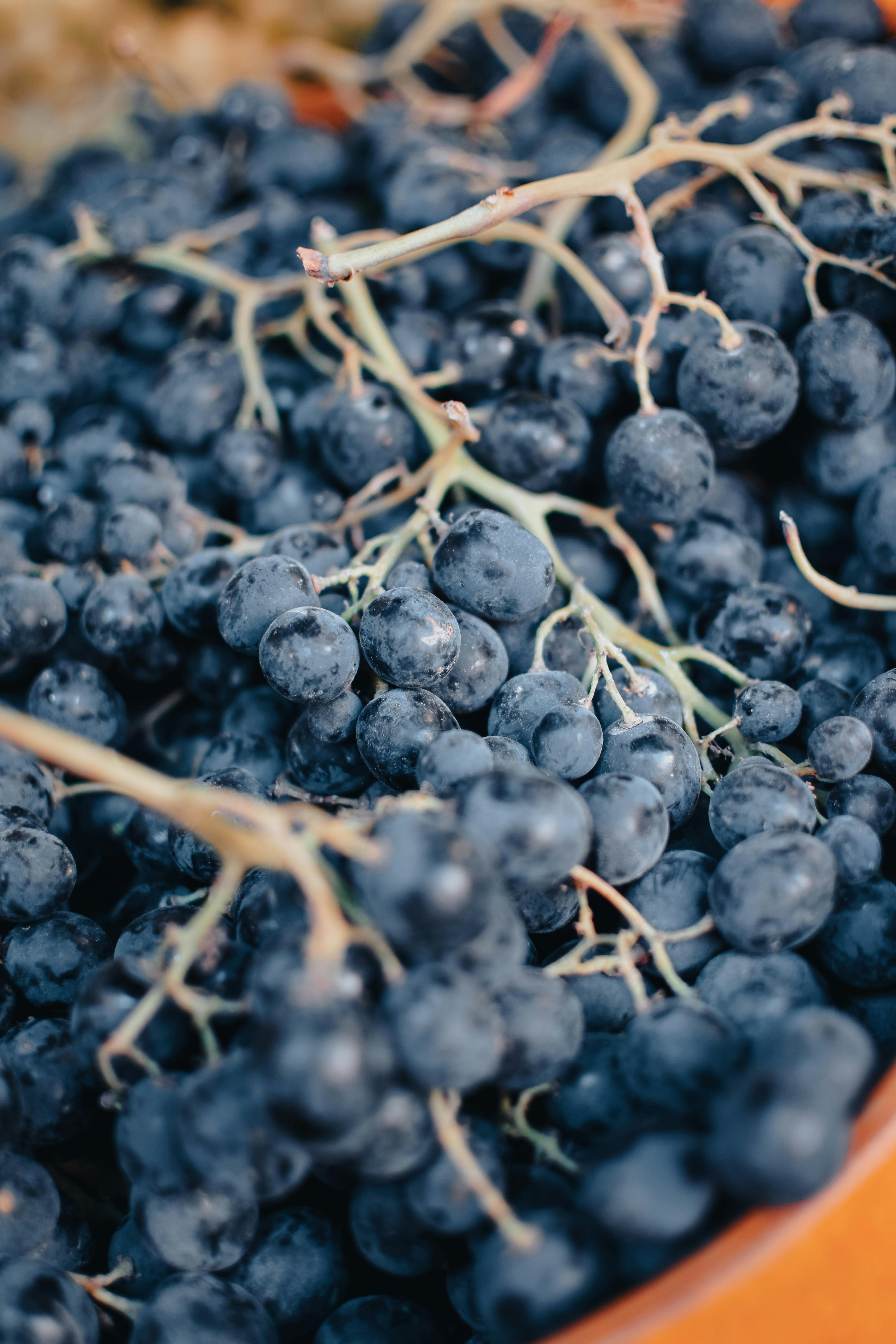 Crop ethnic teen showing bundle of tasty grapes in vineyard · Free ...