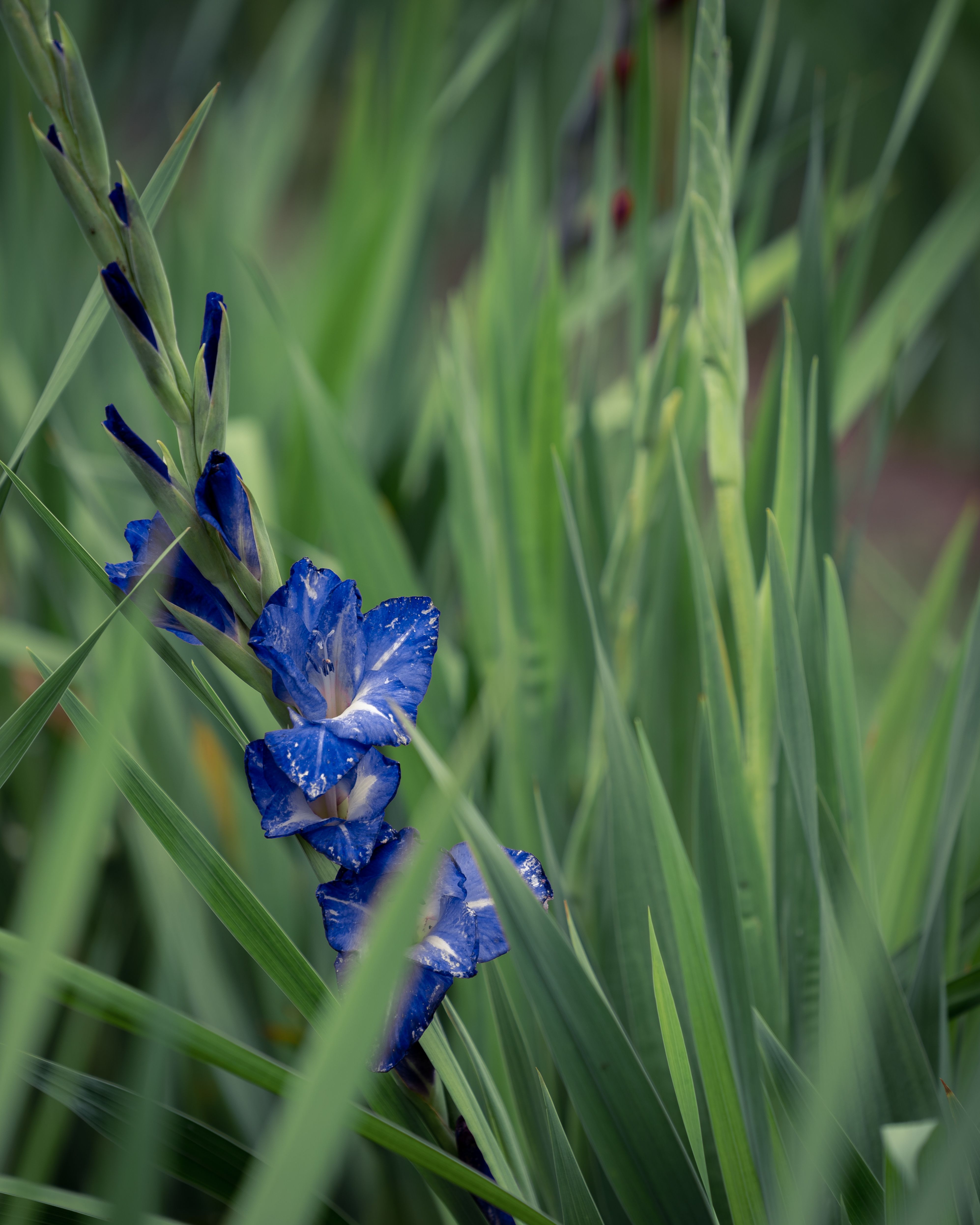 Blue Gladiolus Photos, Download The BEST Free Blue Gladiolus Stock ...