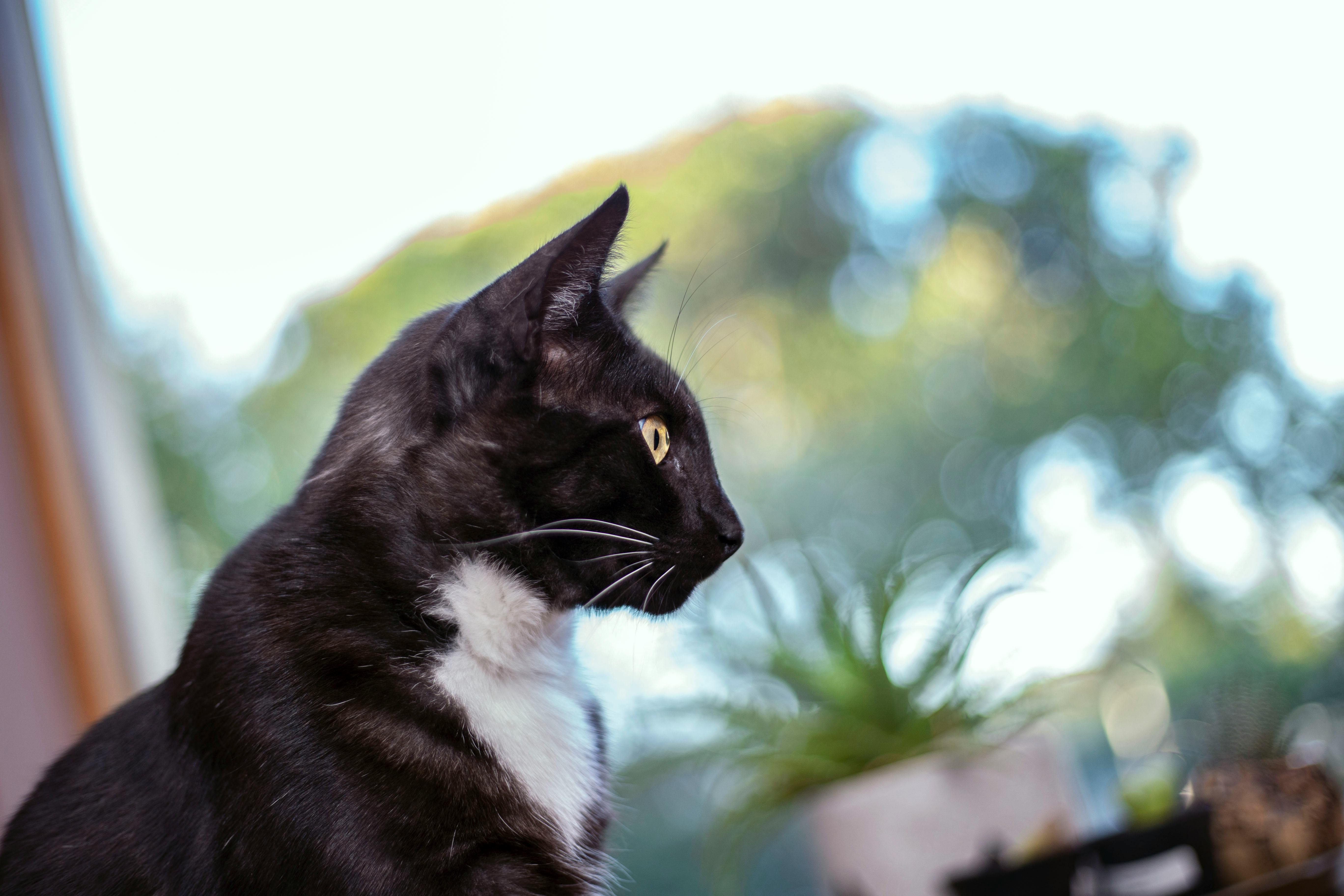 Alison James - Fotografi