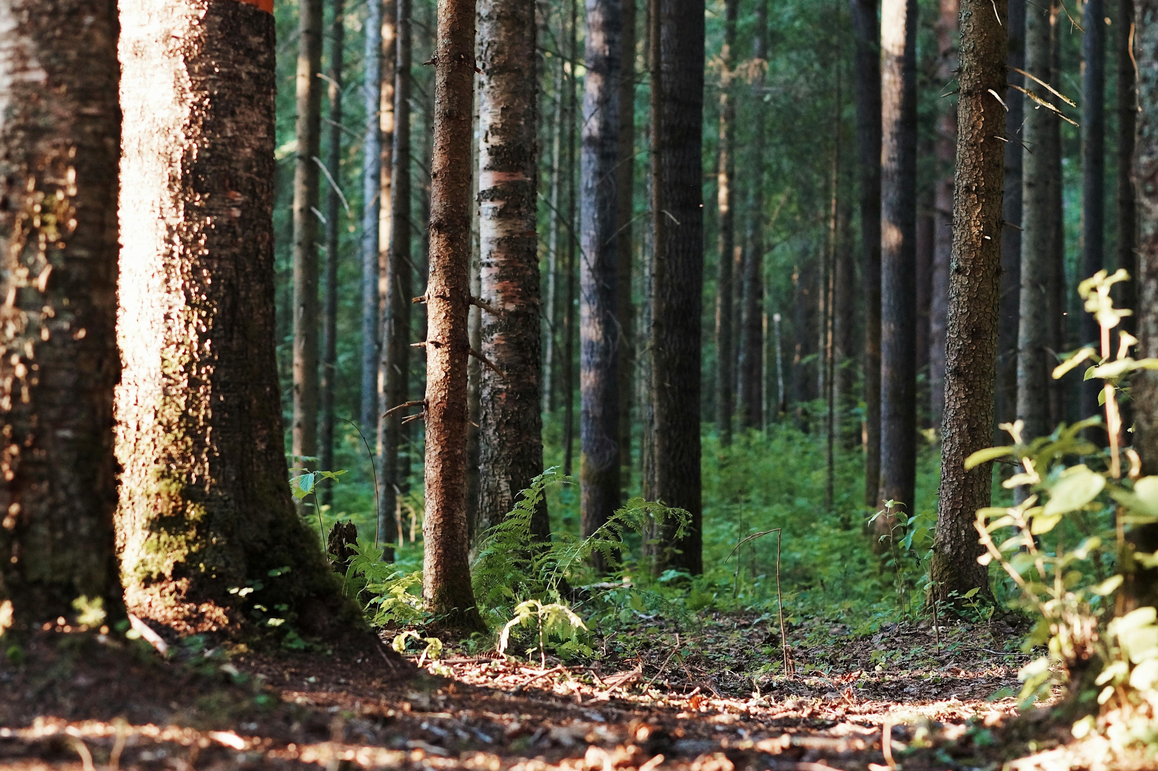 Tree Trunks on Forest · Free Stock Photo