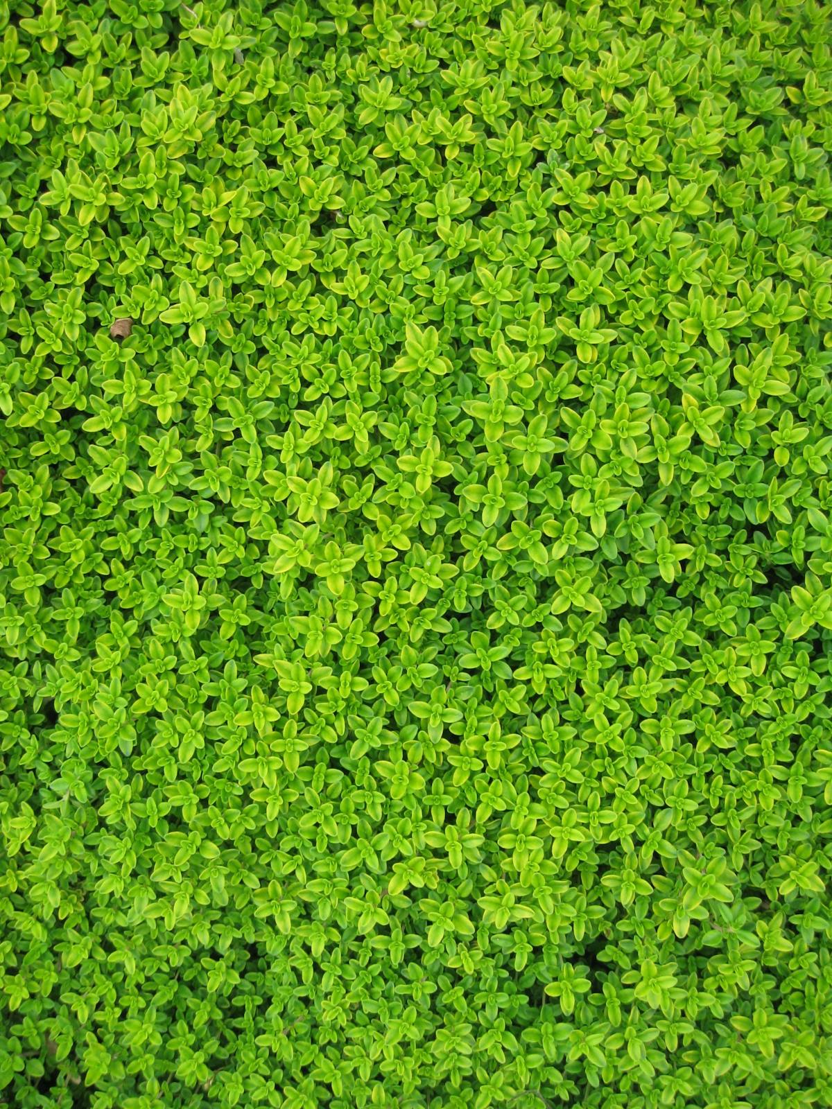 Ivy Photos, Download The BEST Free Ivy Stock Photos & HD Images