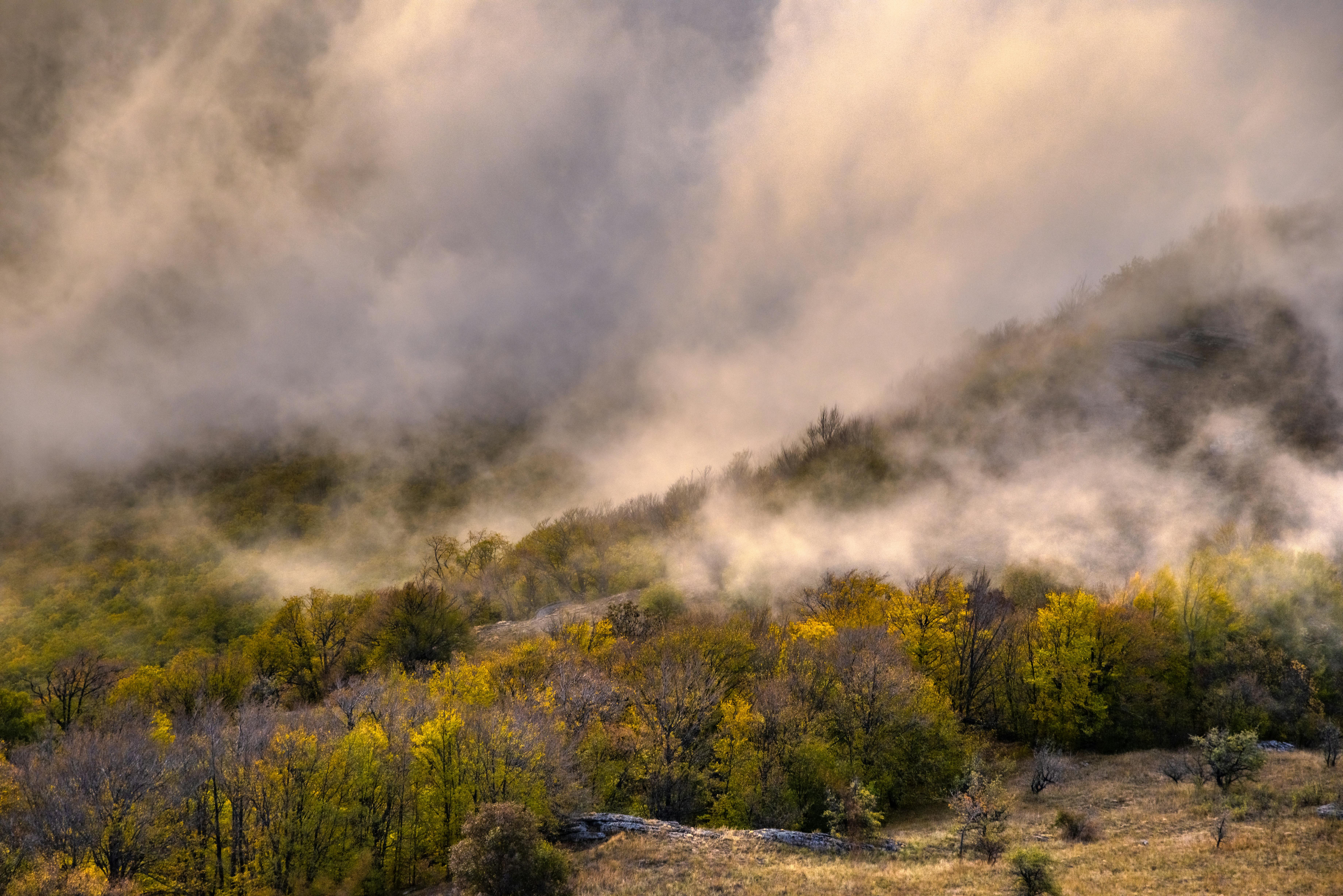 Foggy Green Trees on the Mountain · Free Stock Photo