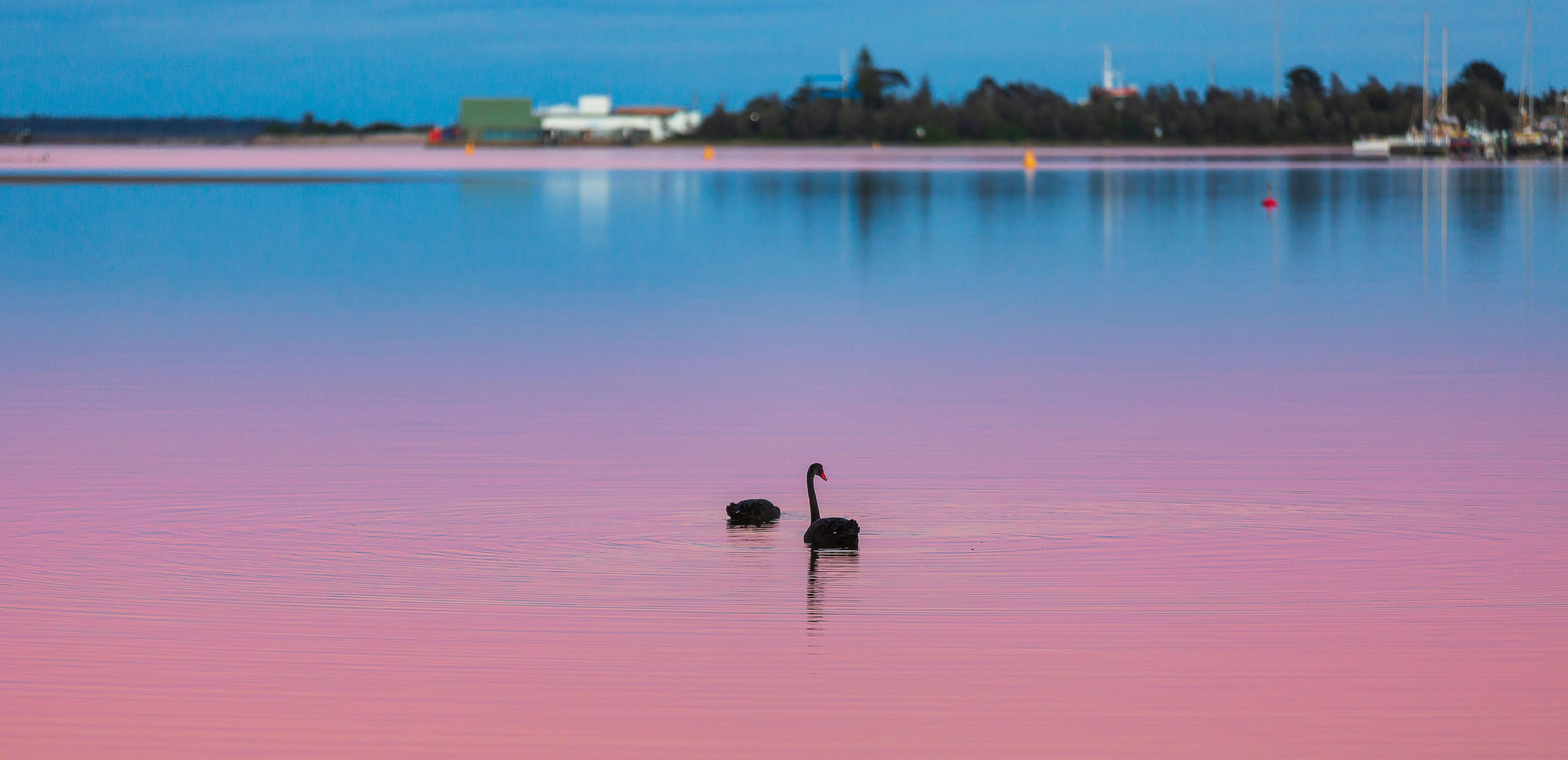 Swan Swimming on Pool · Free Stock Photo