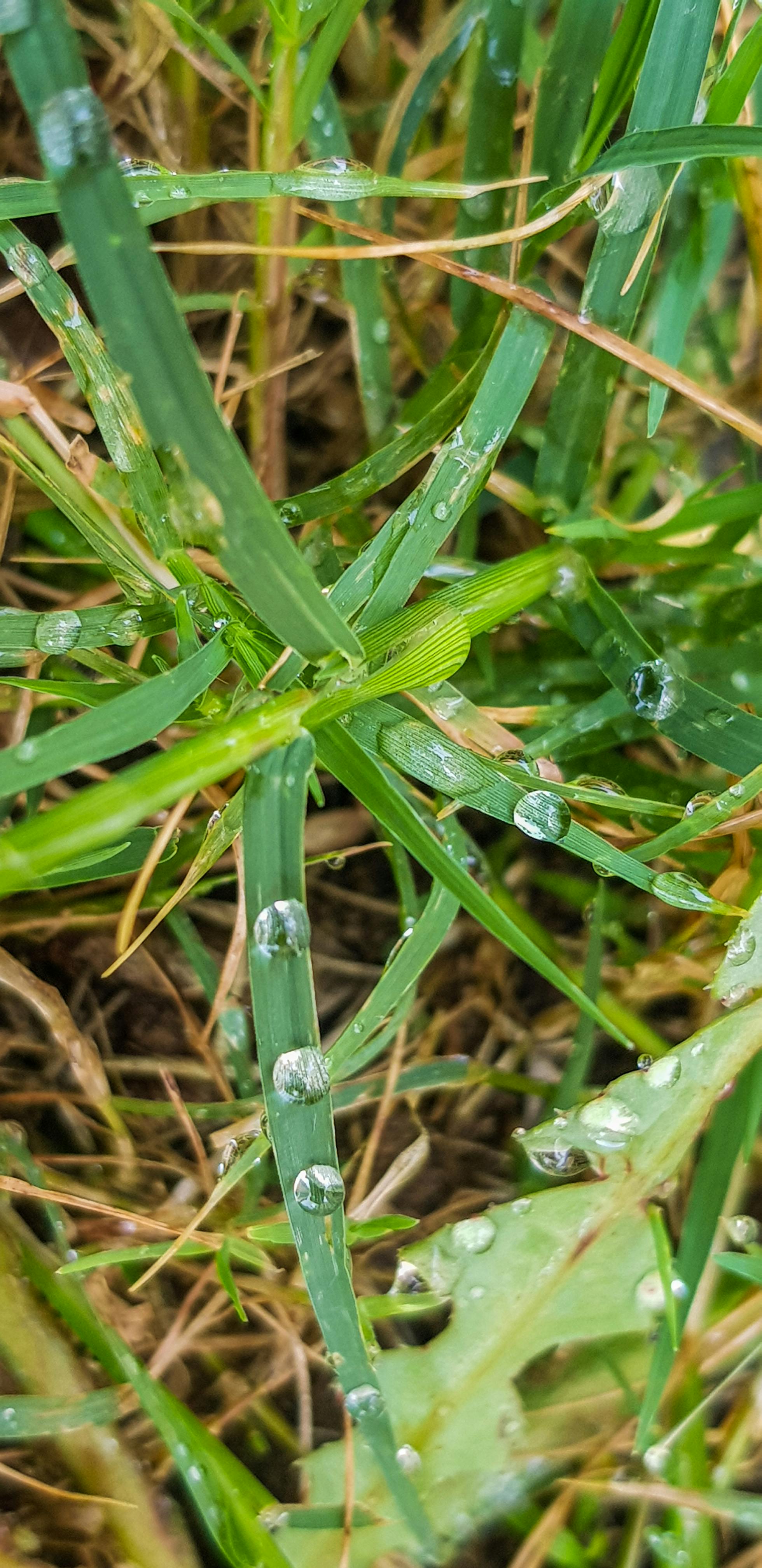 Free stock photo of dewdrop, dewdrops, grass