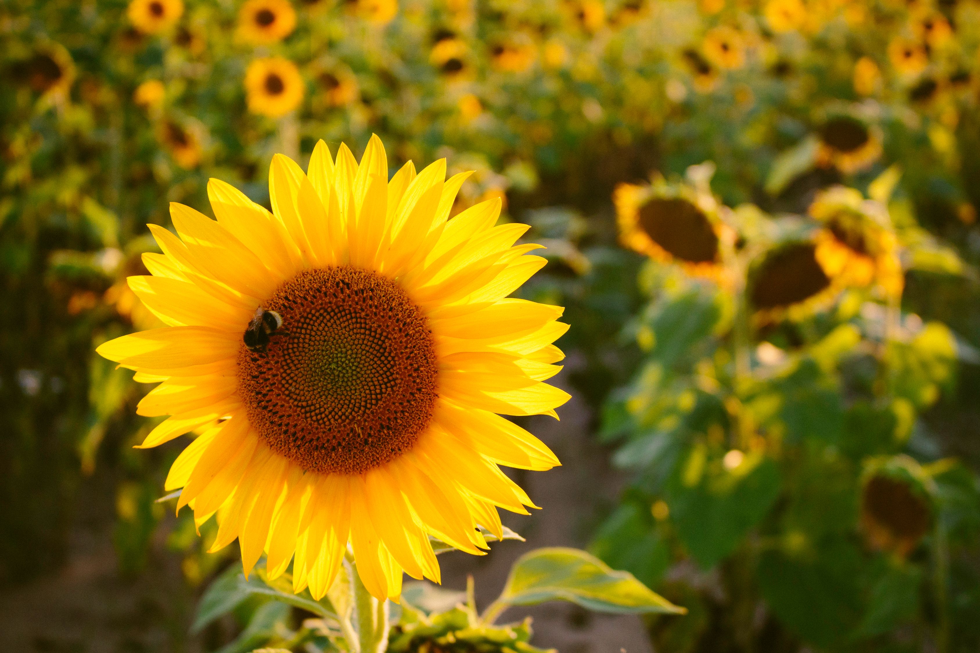 Foto De Enfoque Selectivo De Girasol Amarillo Fotos De Stock Gratuitas foto-de-enfoque-selectivo-de-girasol-amarillo-fotos-de-stock-gratuitas