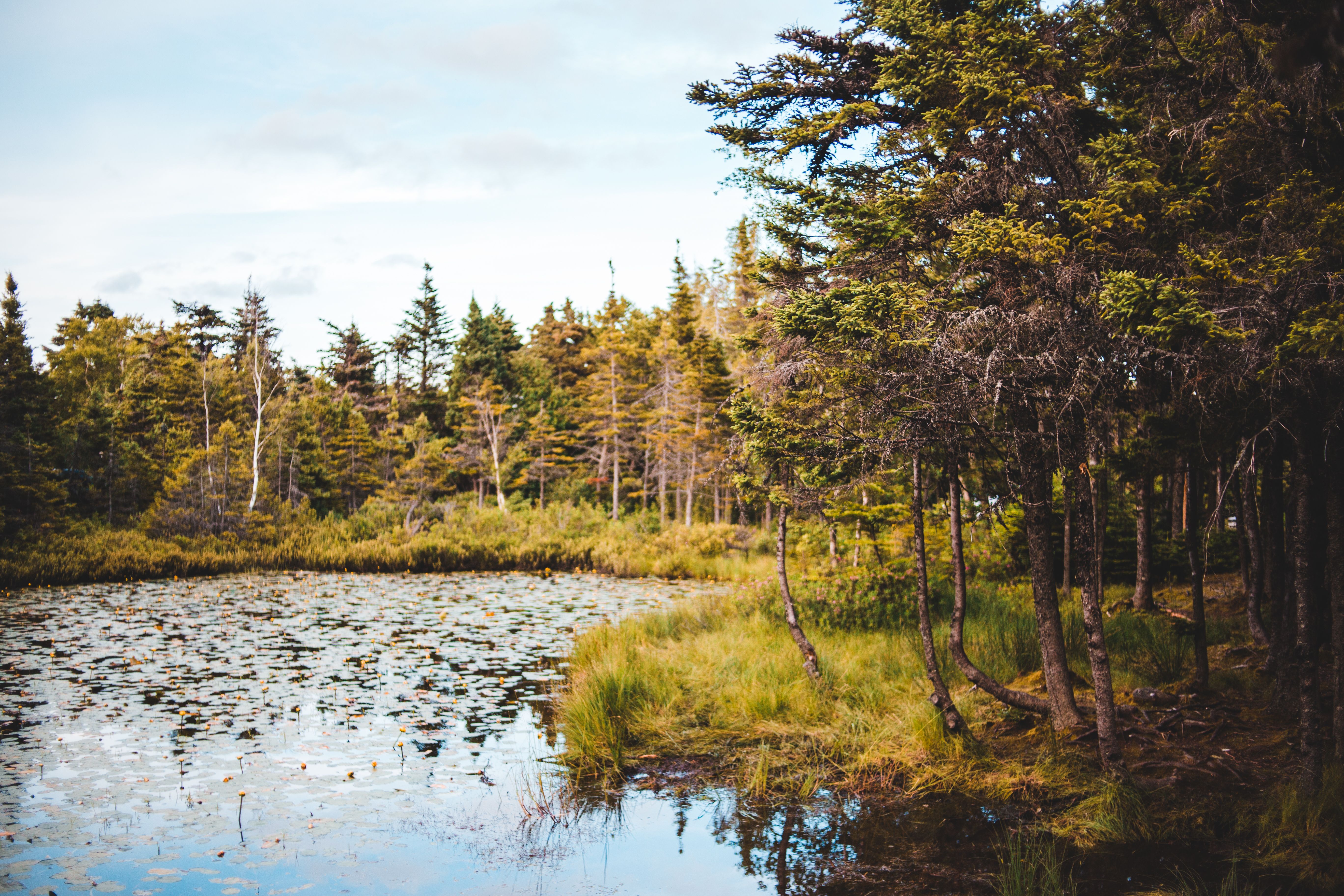 Scenic View of a Forest near a Lake · Free Stock Photo