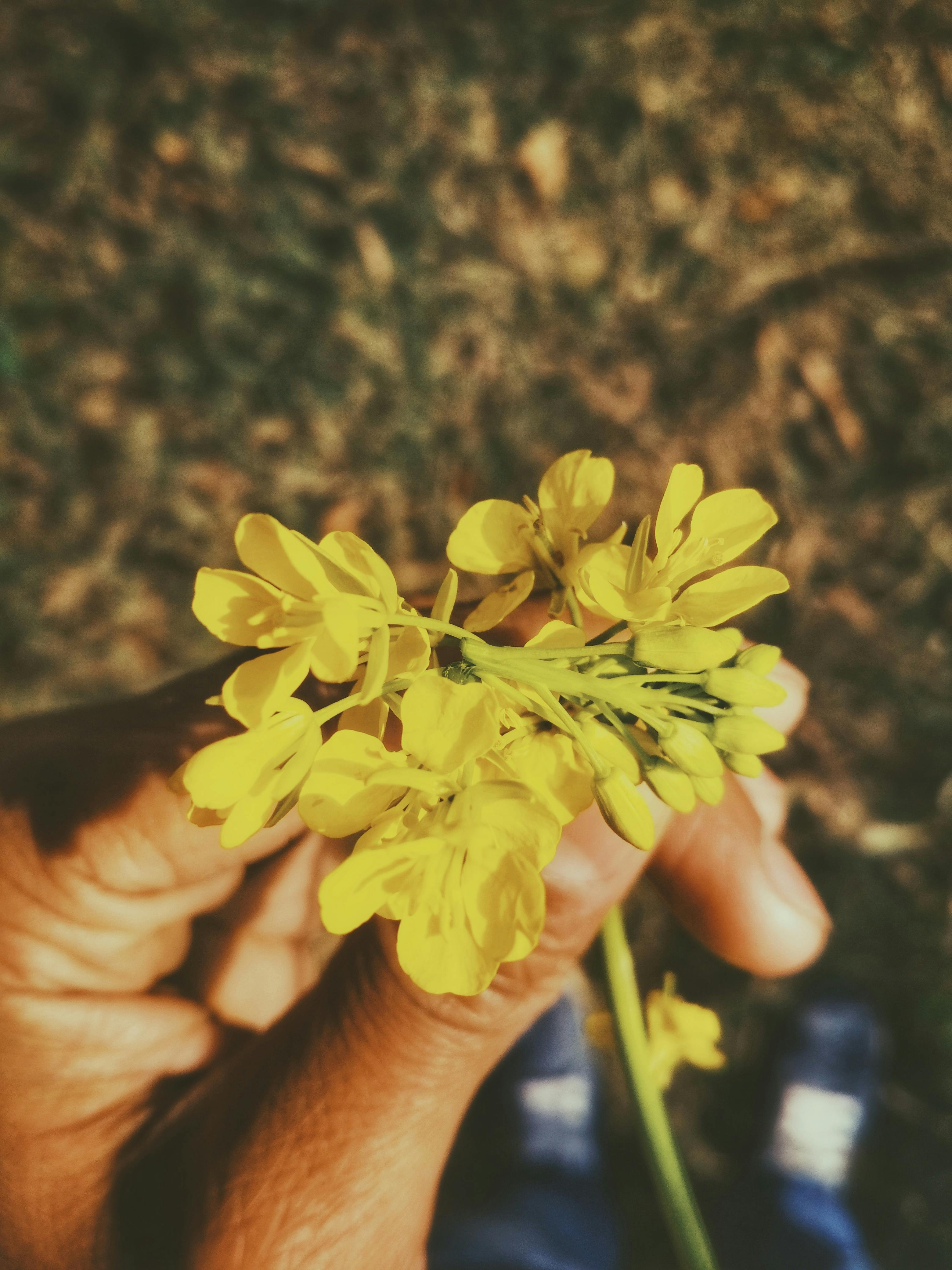 Person's Left Hand Holding Cluster Petaled Yellow Flower · Free Stock Photo
