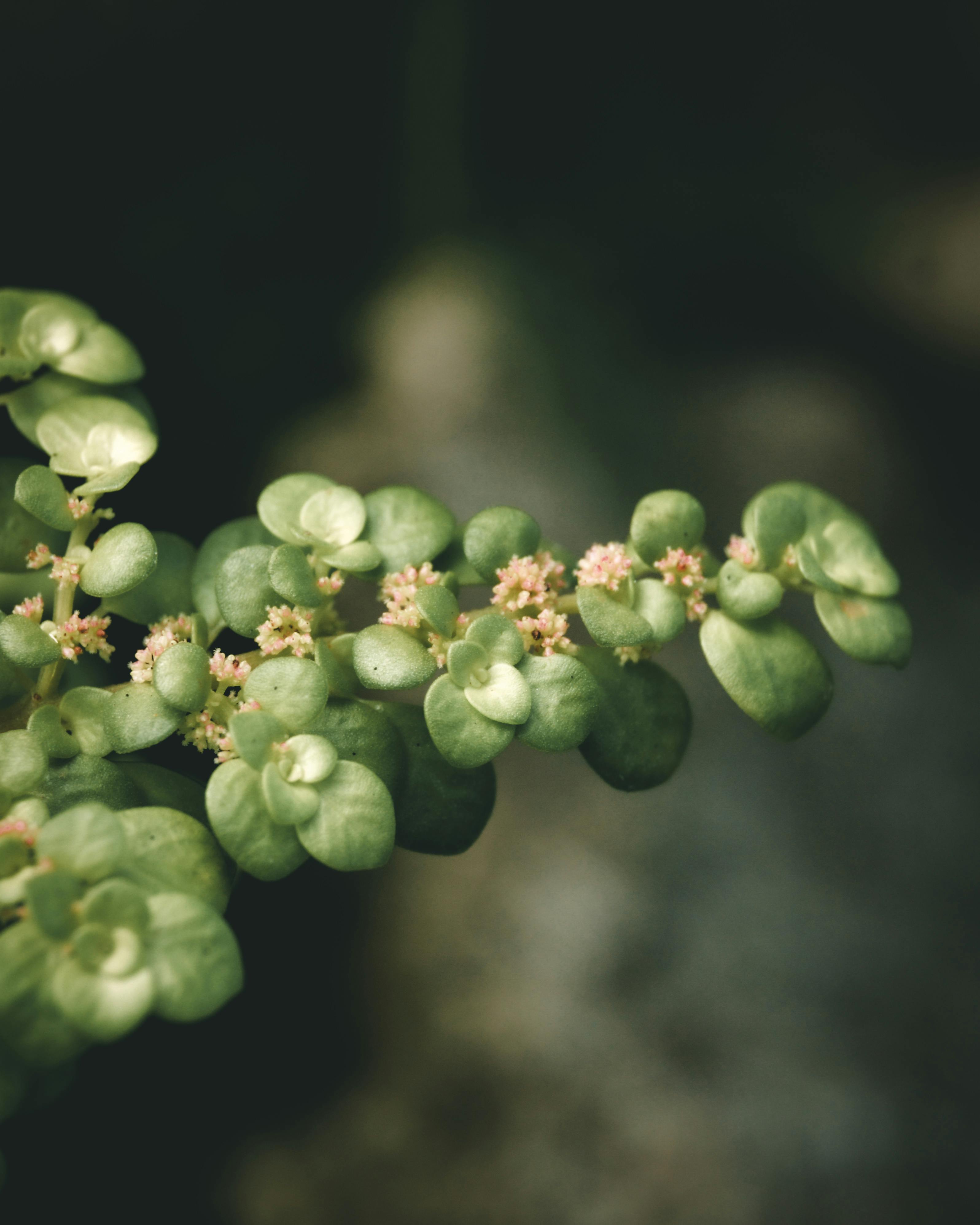 Foto de stock gratuita sobre de cerca, fondo desenfocado, hojas, pilea ...
