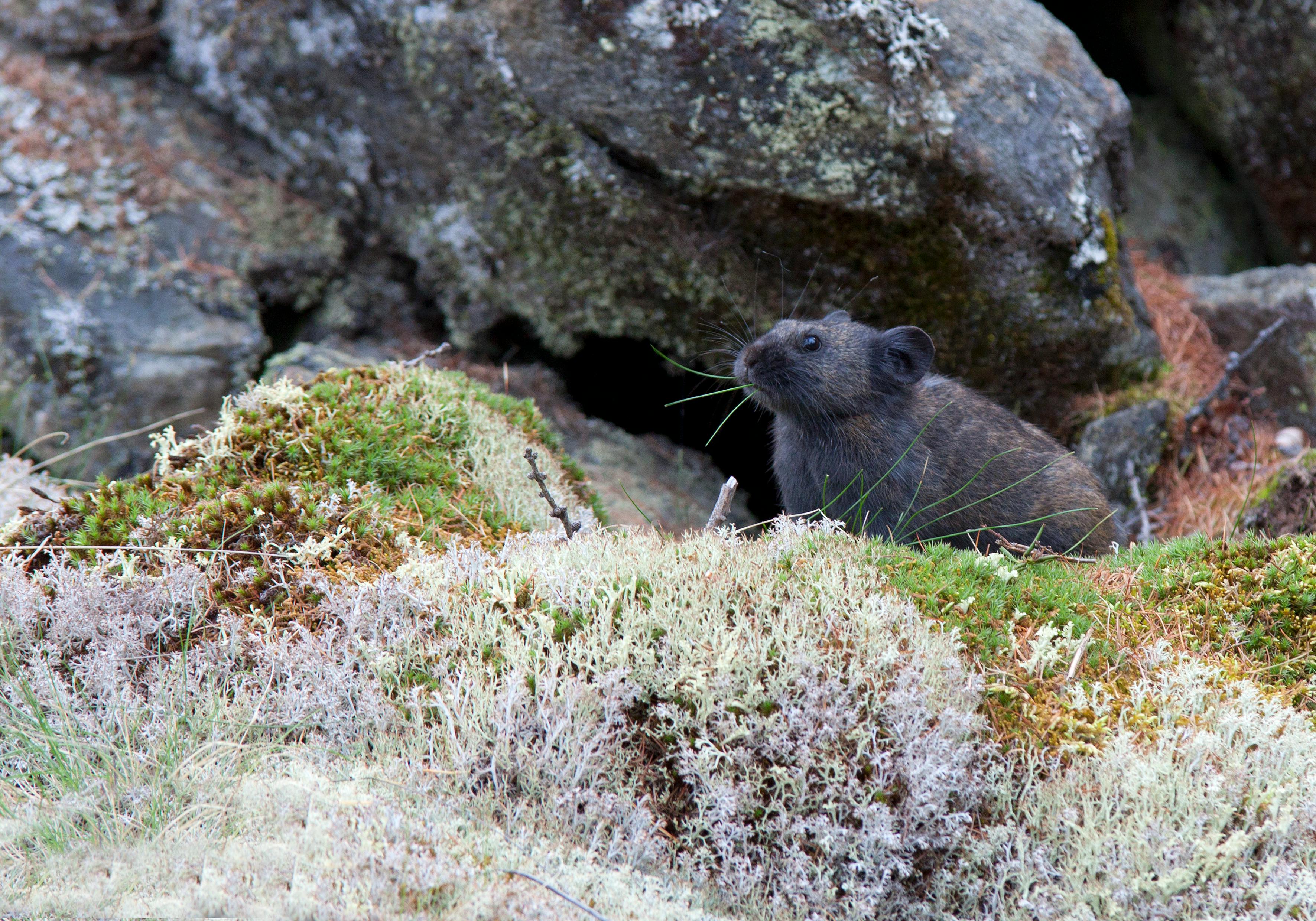 Animal on Stone · Free Stock Photo