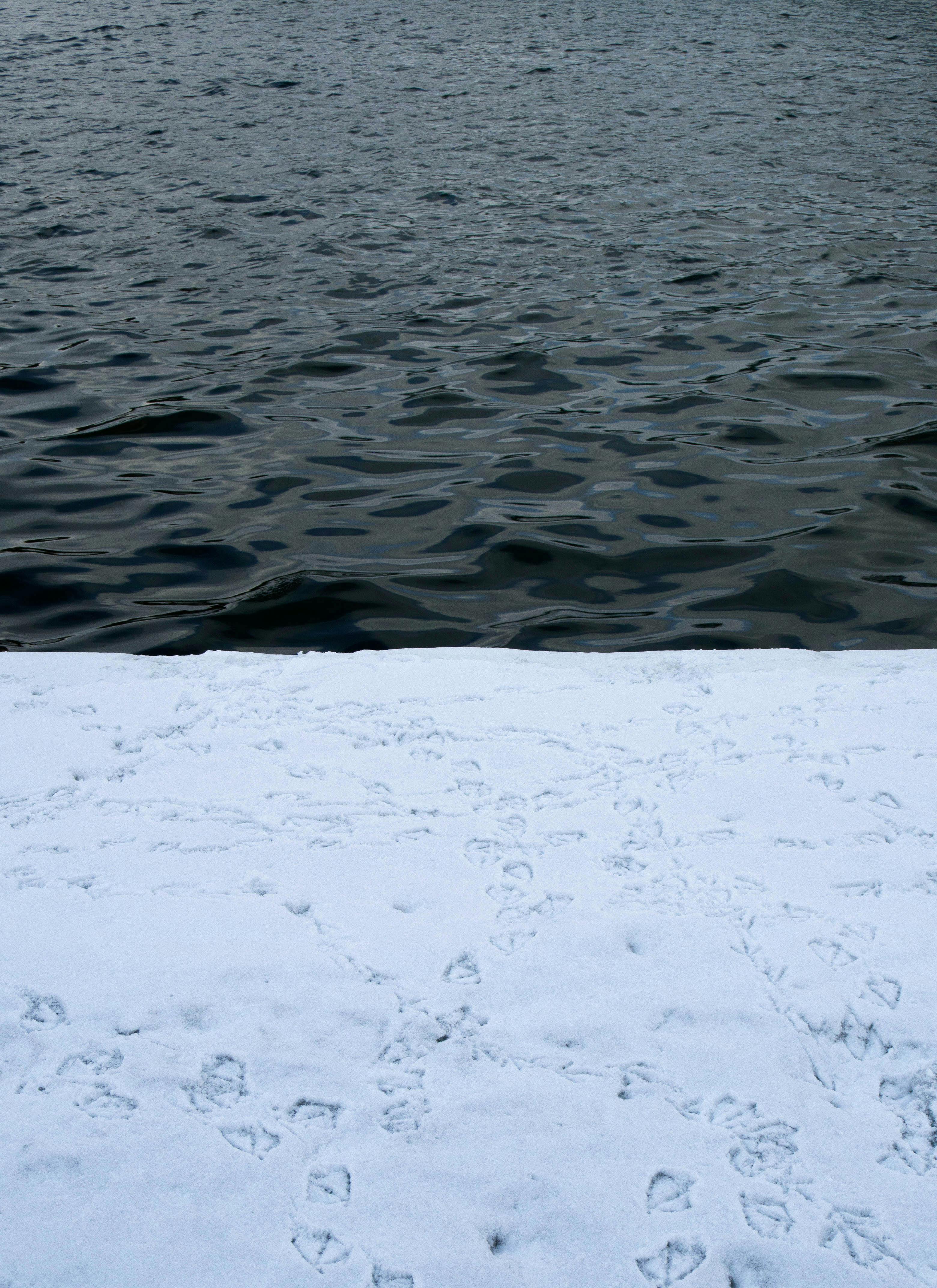 Duck Tracks Photos, Download The BEST Free Duck Tracks Stock Photos ...