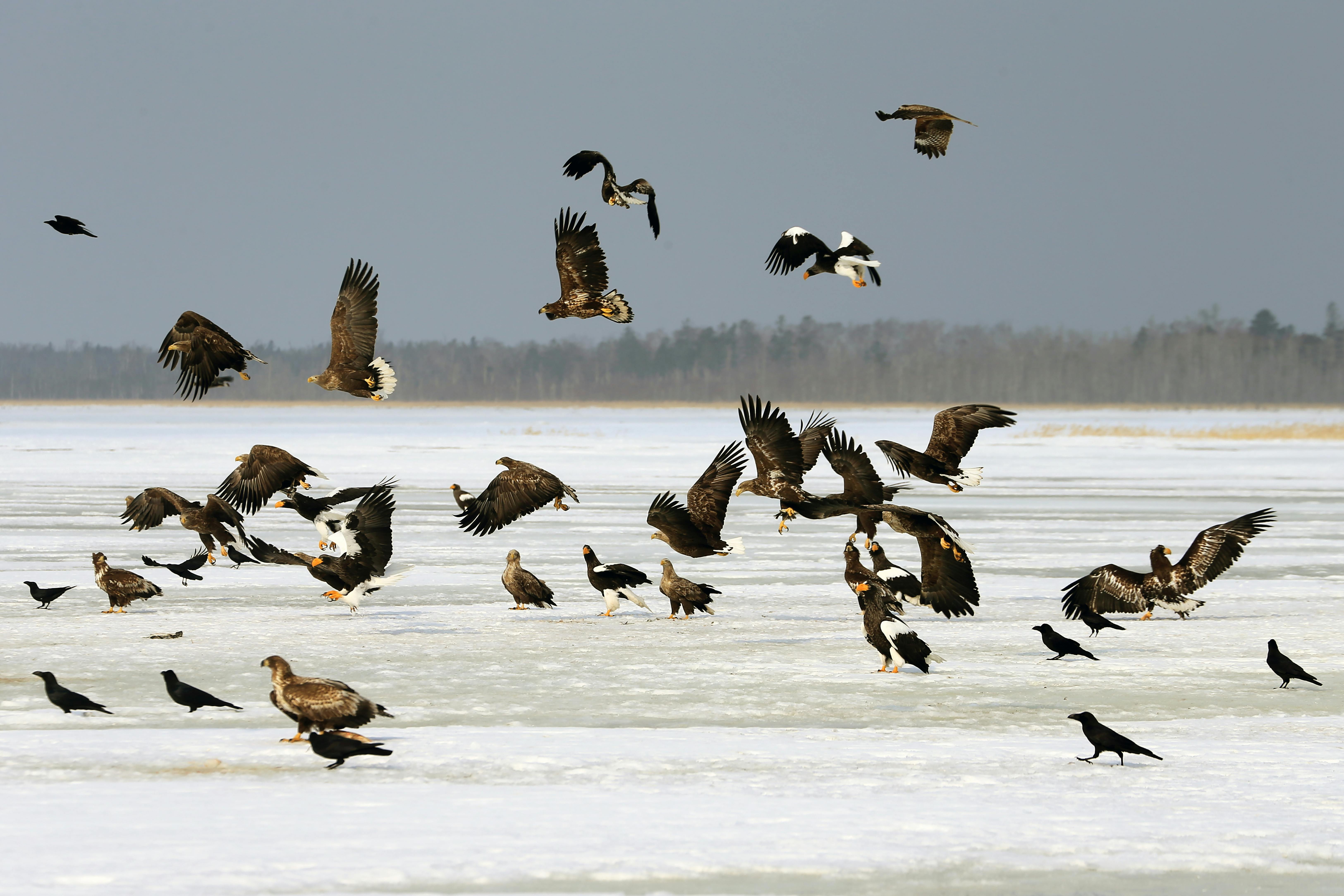 Flock of Birds Flying over Snow Covered Ground · Free Stock Photo