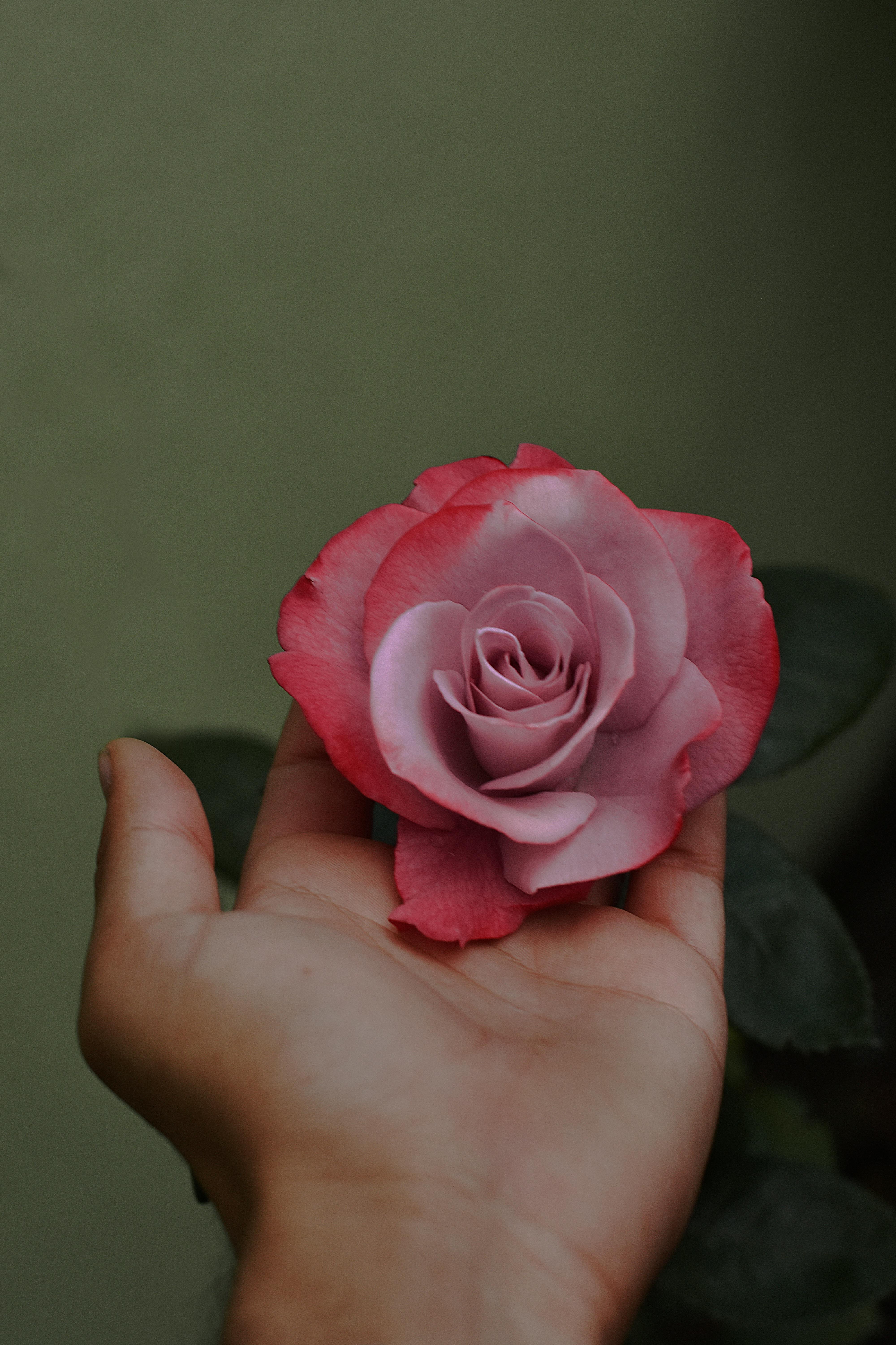 Photo of Person Holding Two White Roses · Free Stock Photo