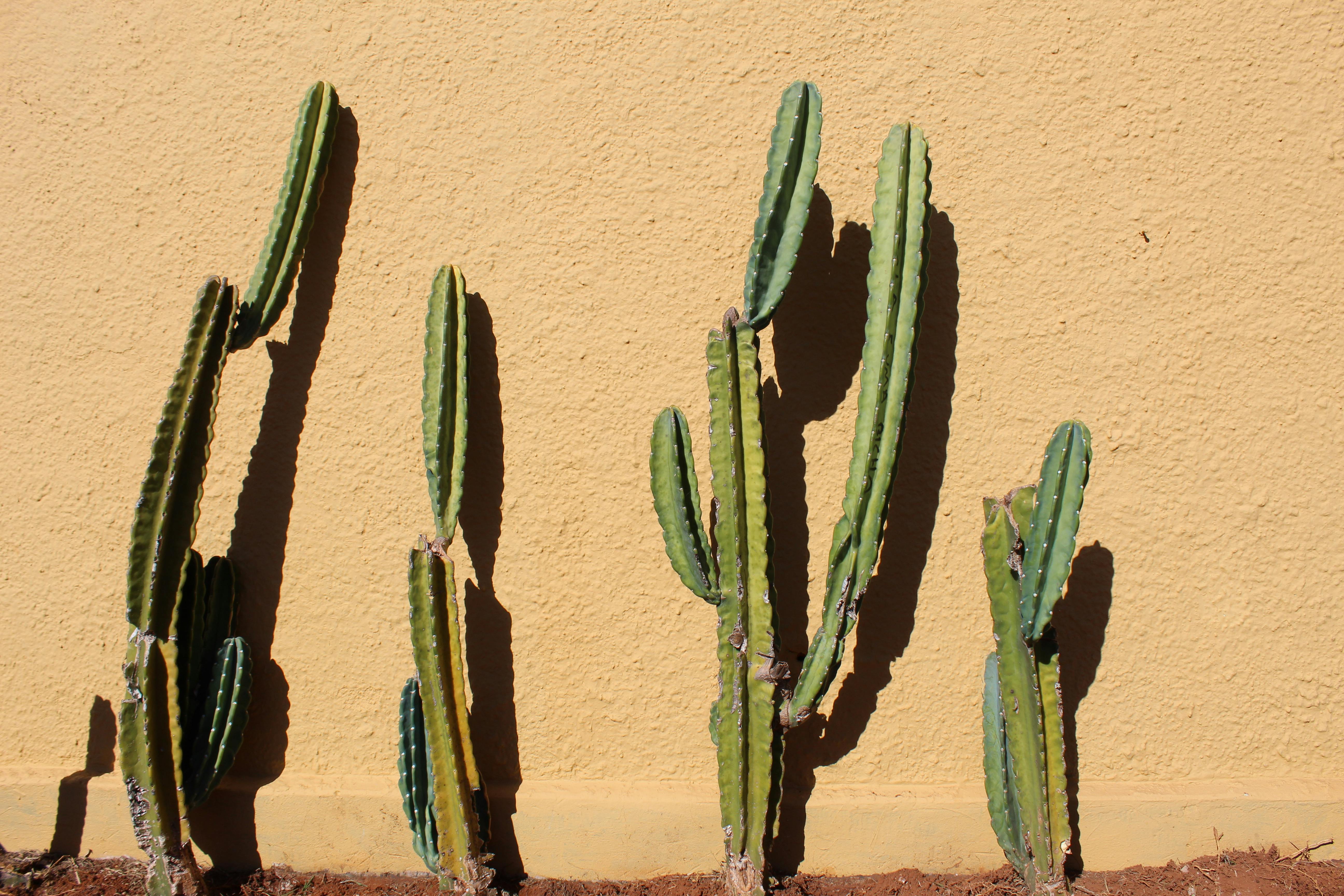 Photograph of Green Cacti Near a Wall · Free Stock Photo