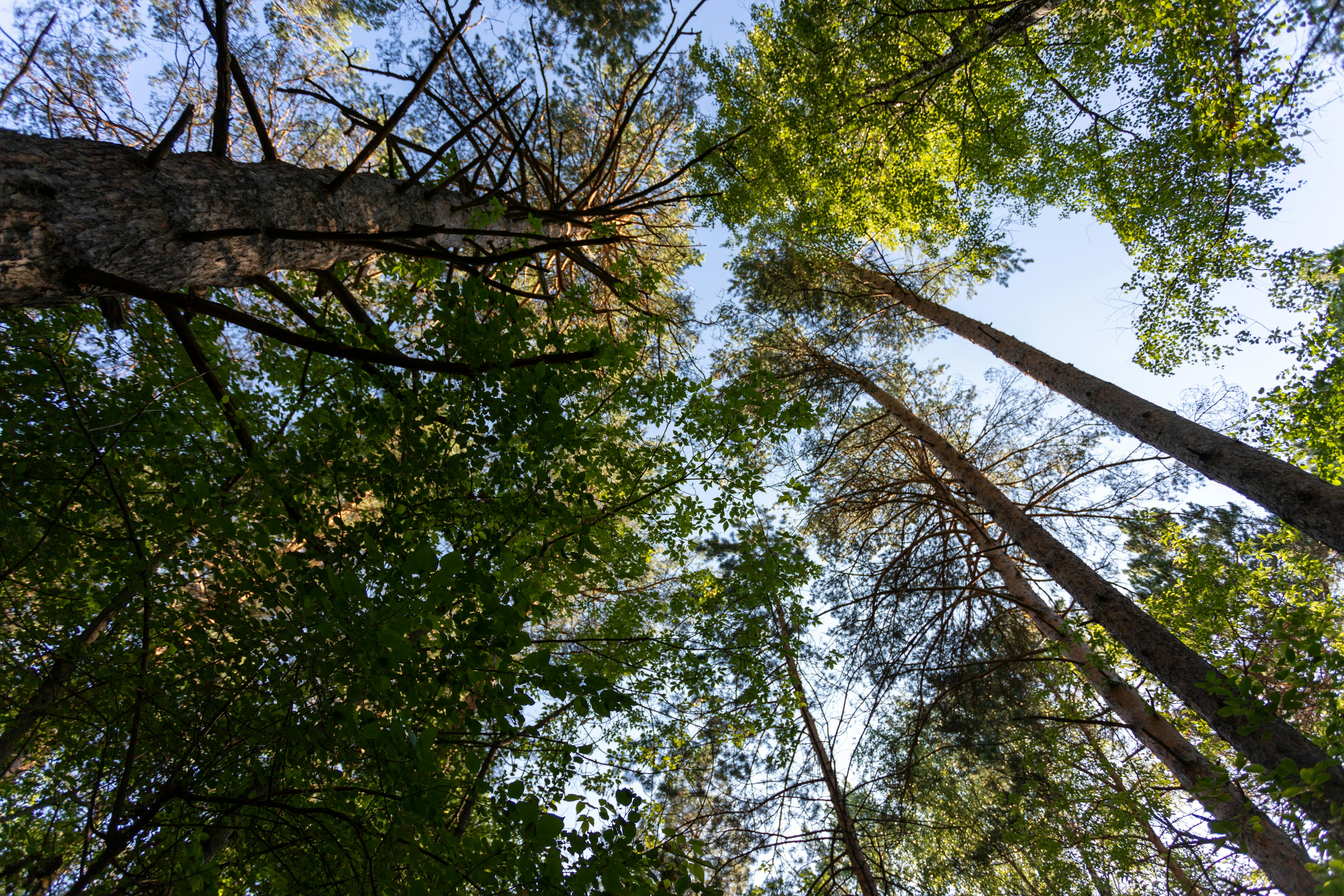 Low Angle Shot of Trees in the Forest · Free Stock Photo