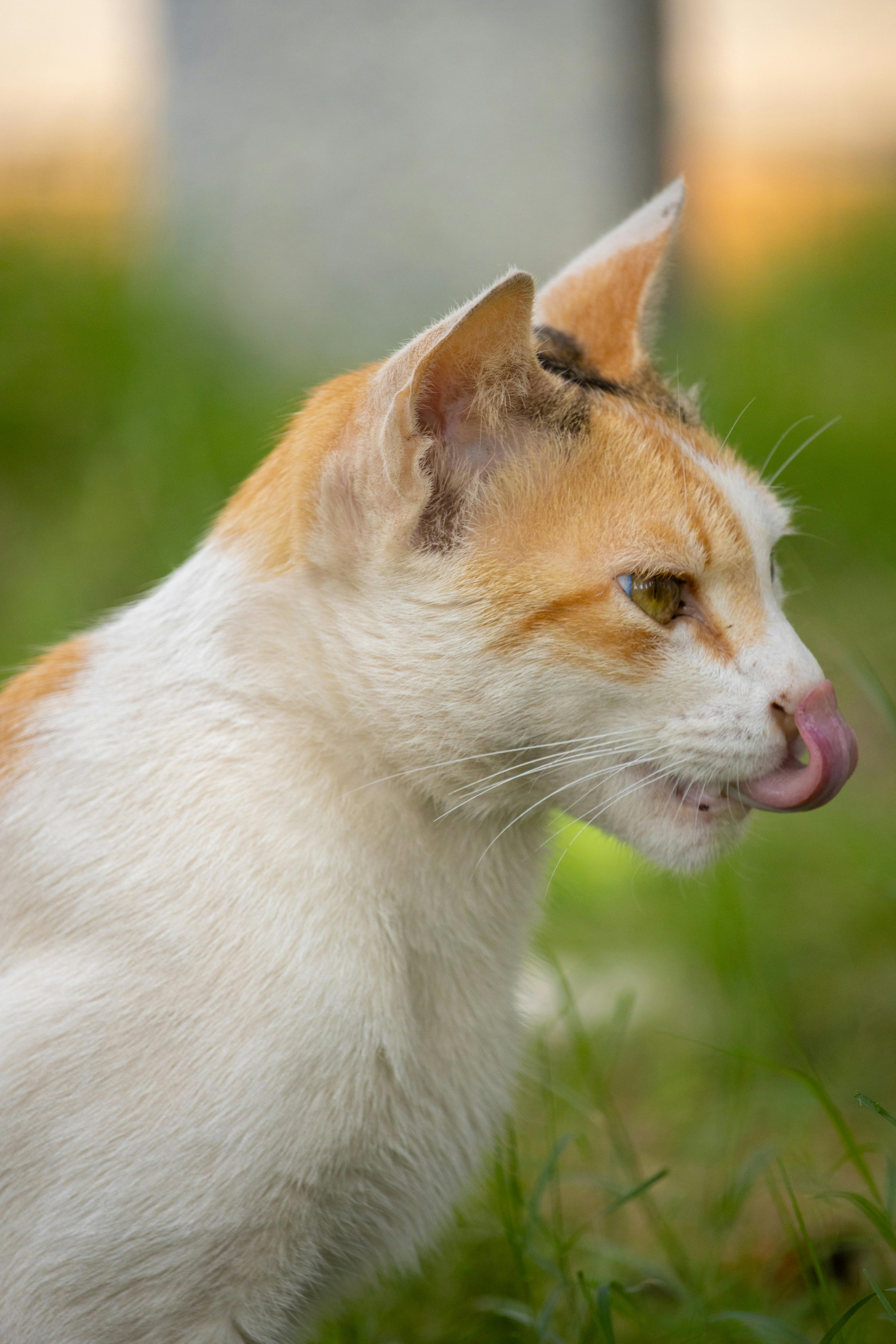 Side View of a Cat · Free Stock Photo