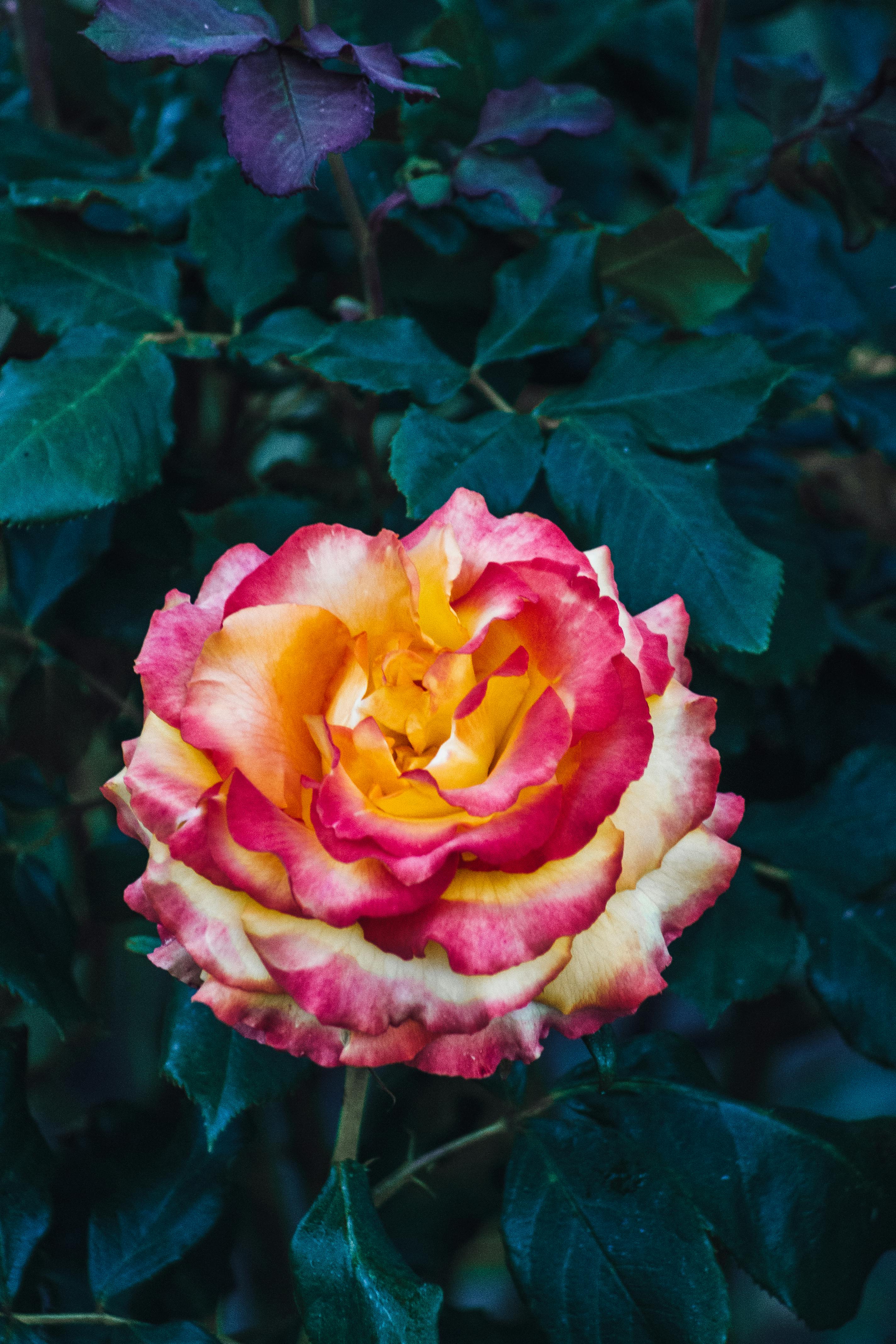 Pink and Yellow Rose in Close-Up Photography · Free Stock Photo