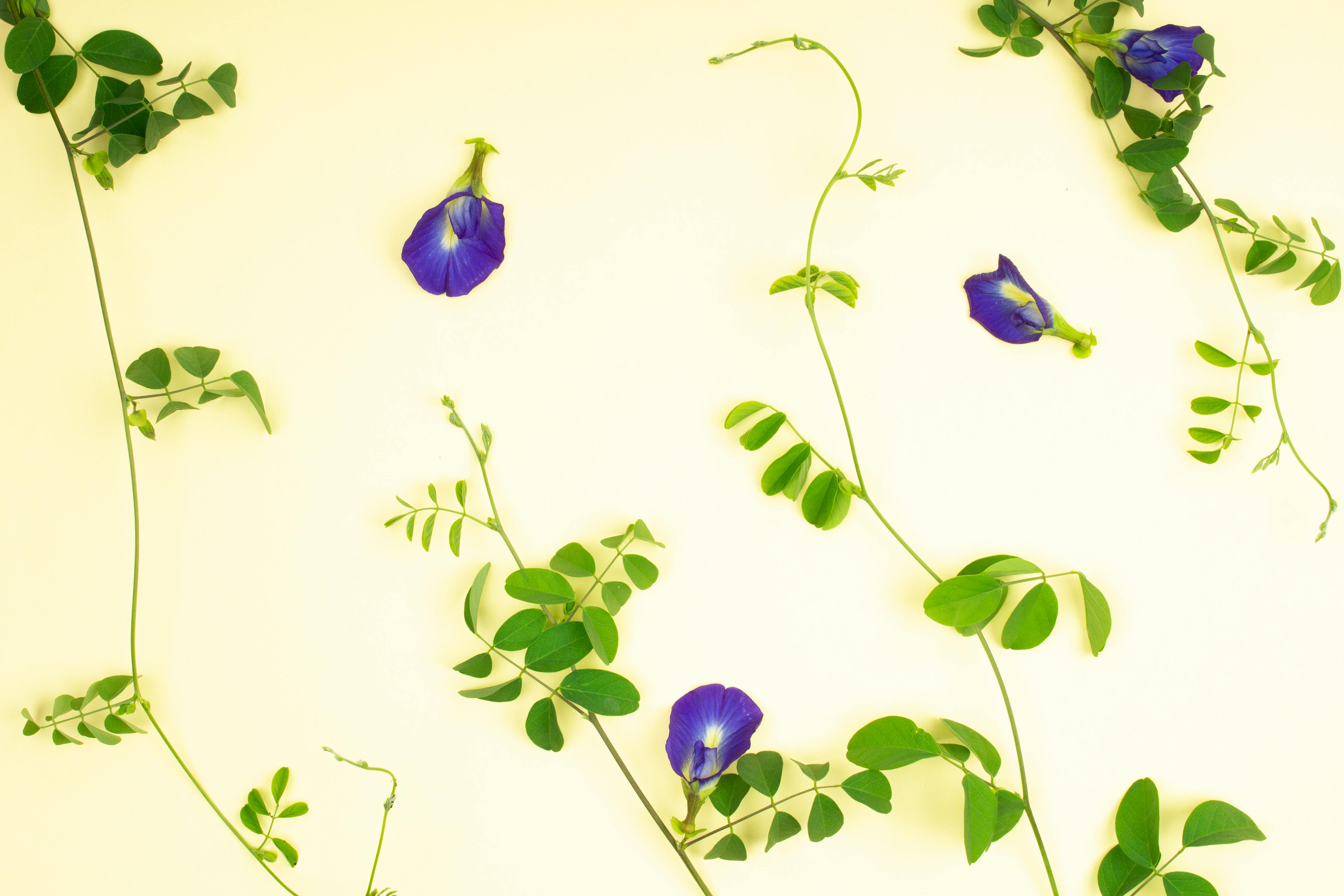 Close-Up Shot of Asian Pigeonwings on White Surface · Free Stock Photo