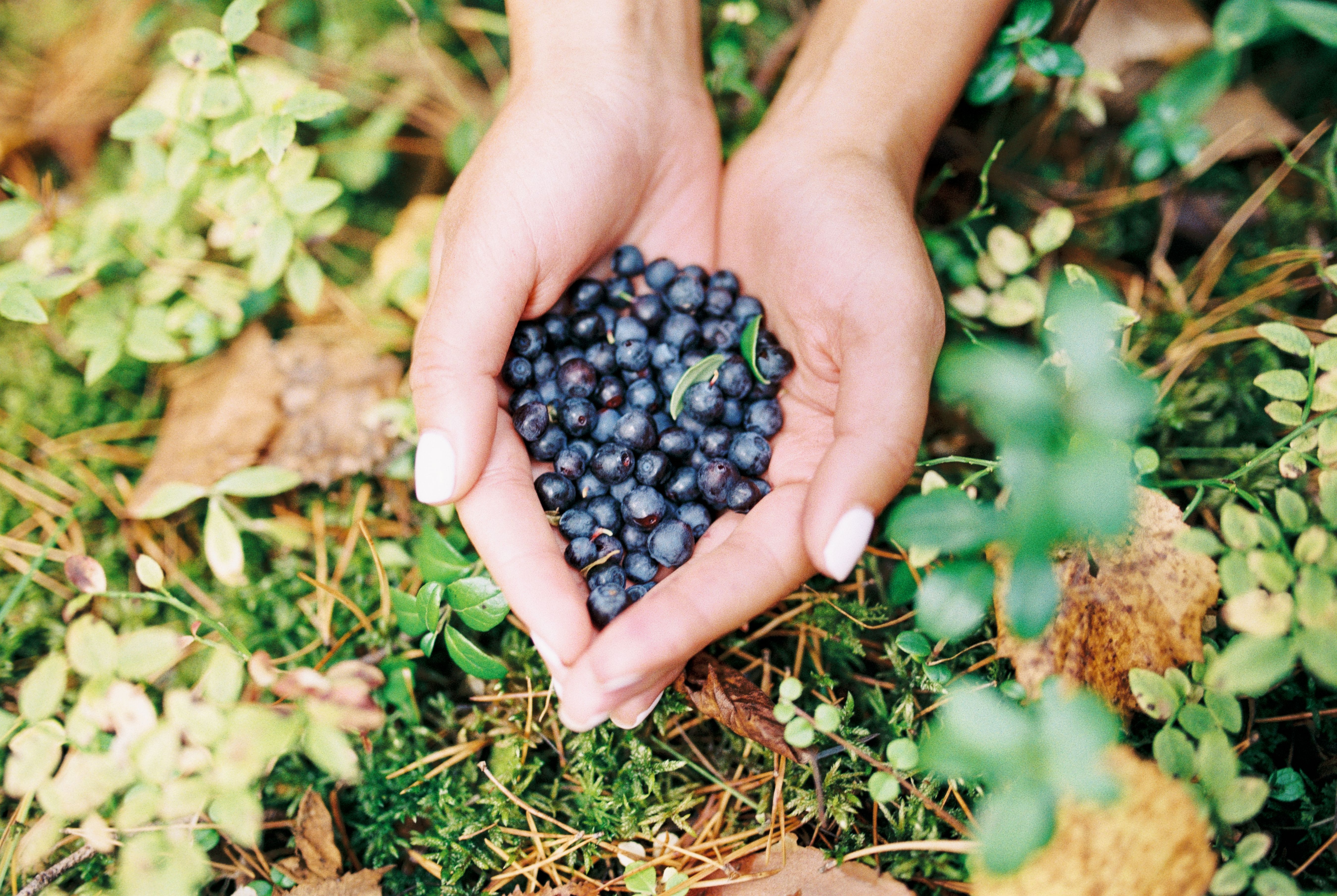Handful of Berries · Free Stock Photo