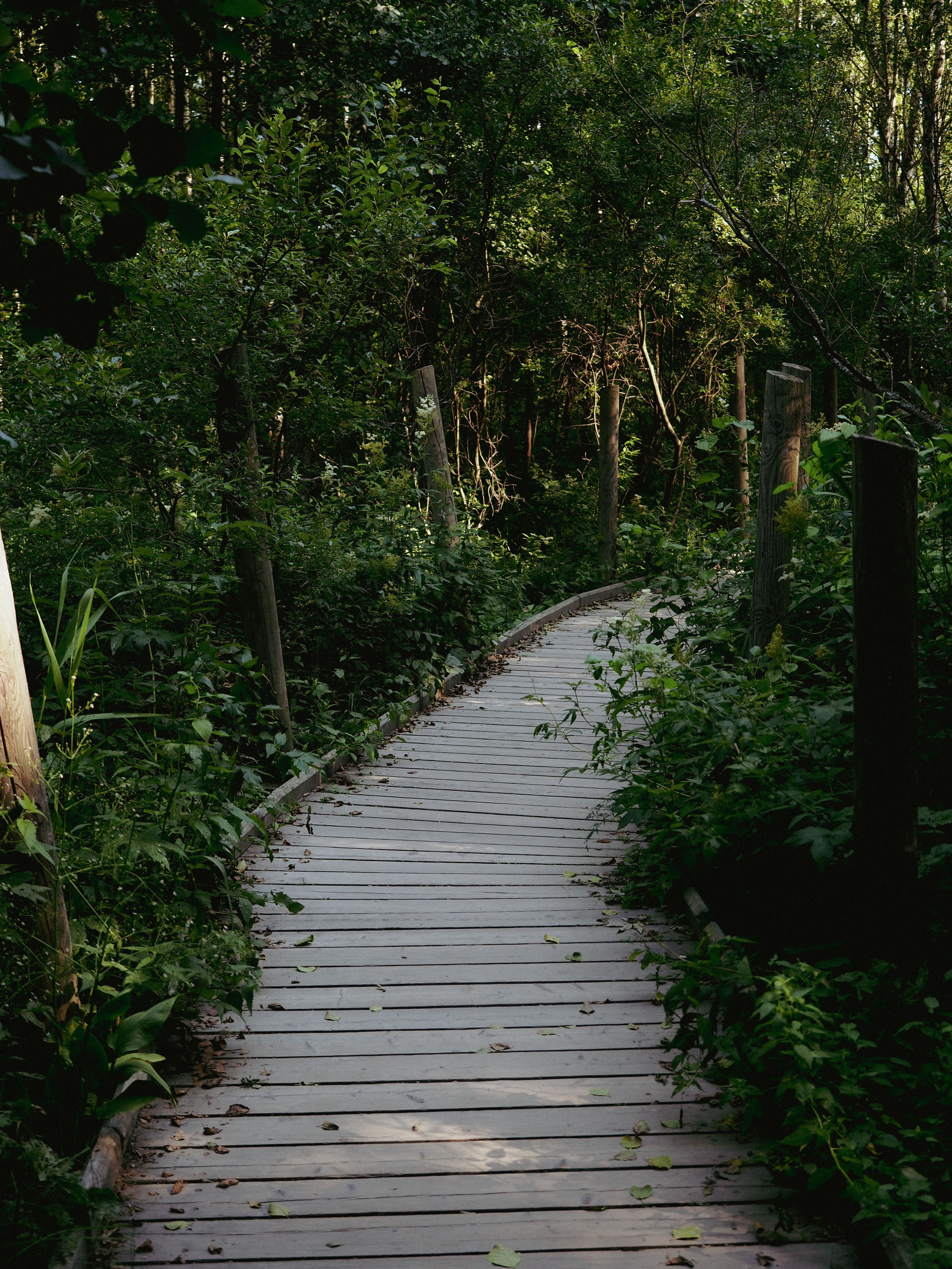 Brown Wooden Dock · Free Stock Photo