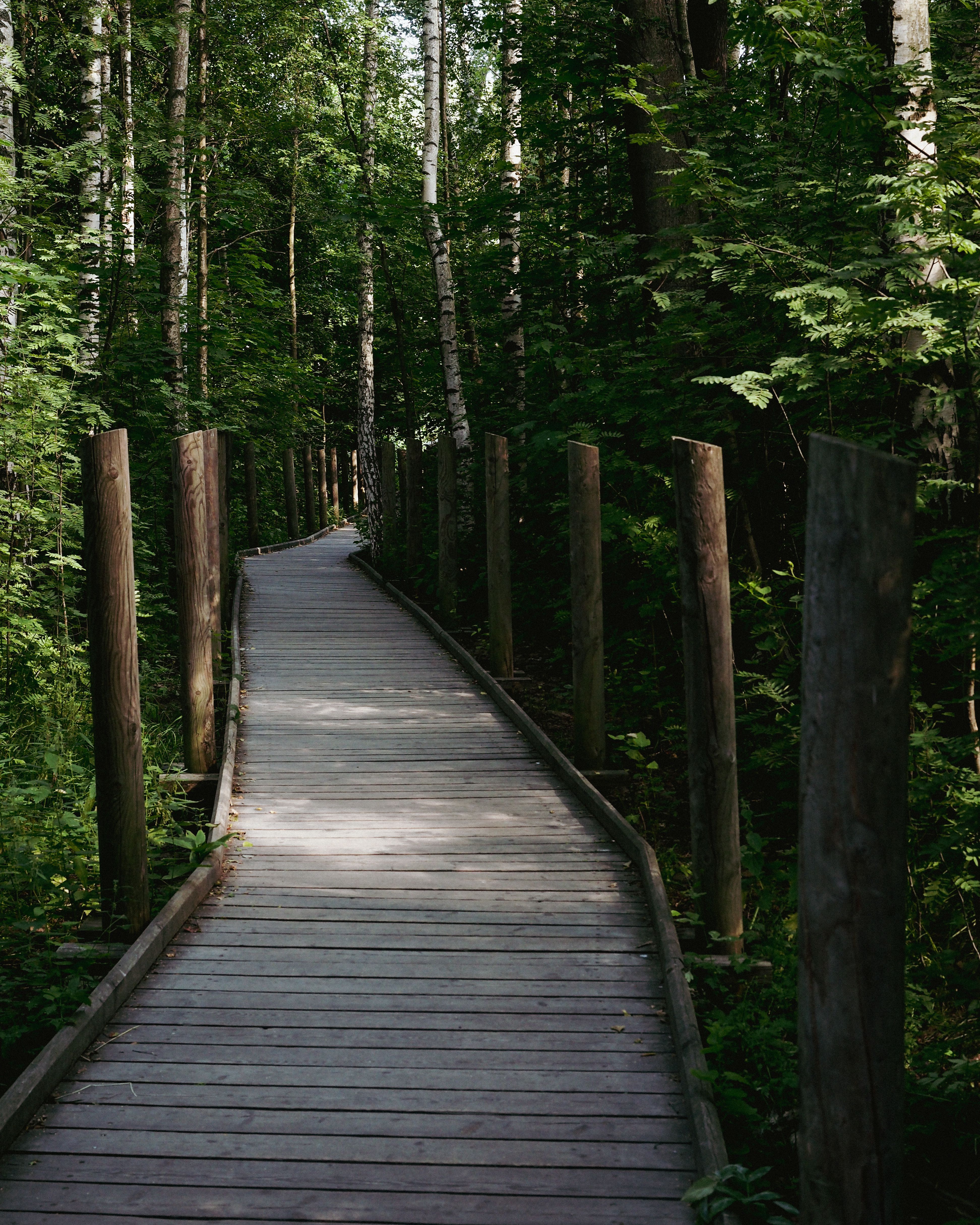 Slatted Wood Pathway Between Trees · Free Stock Photo