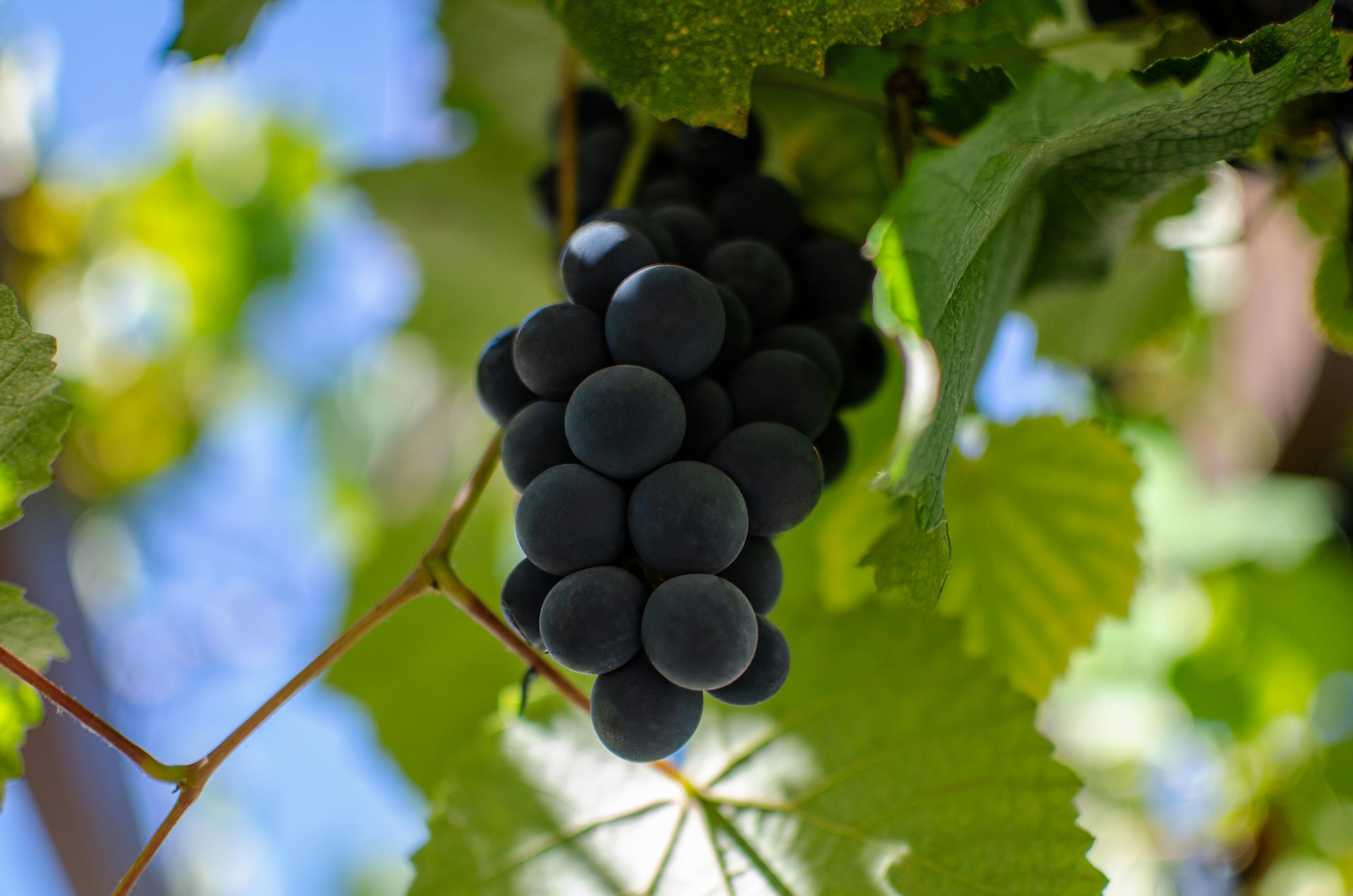 Close-up Photo of Grapes · Free Stock Photo