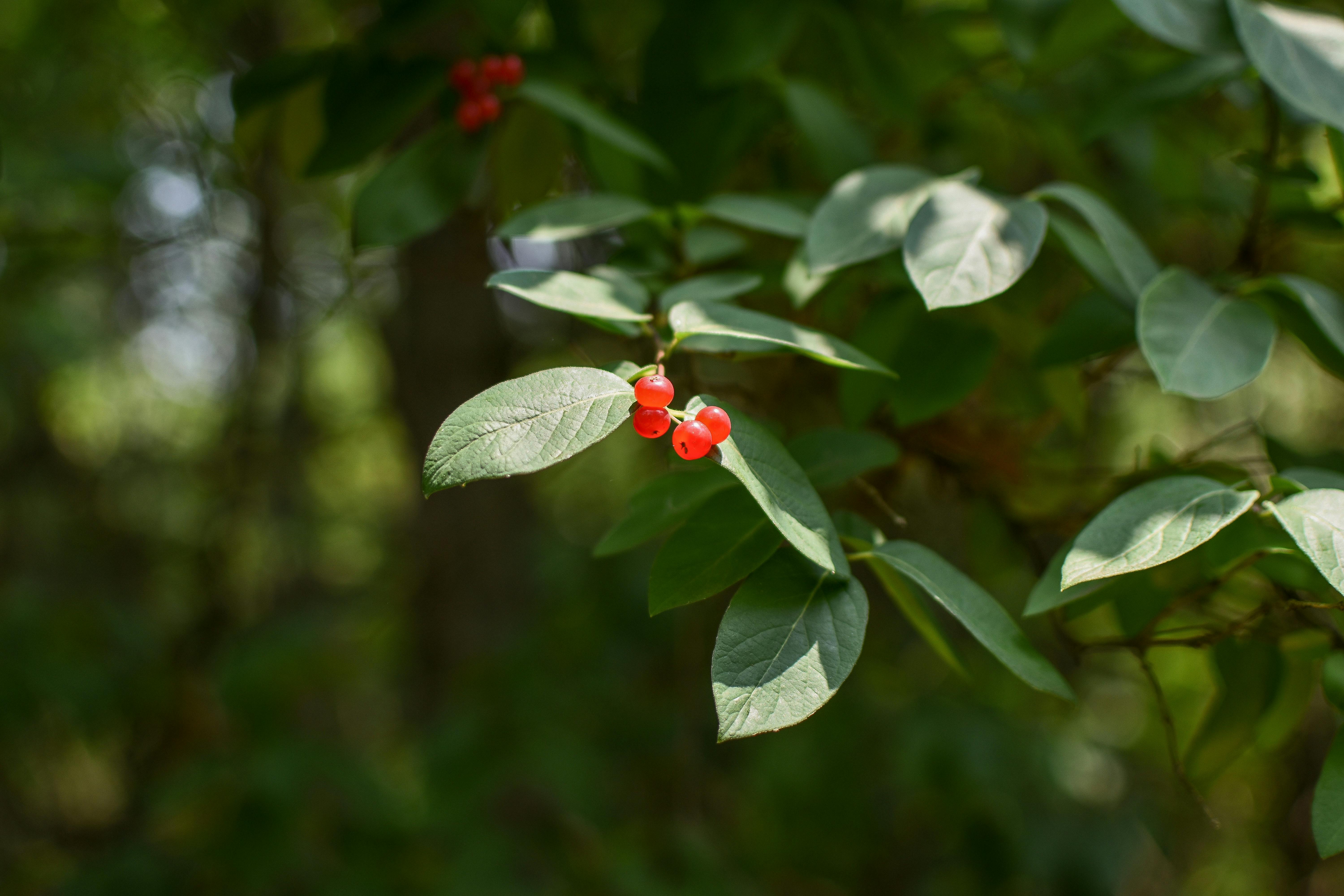 Close-up Photo of a Red Fruit · Free Stock Photo