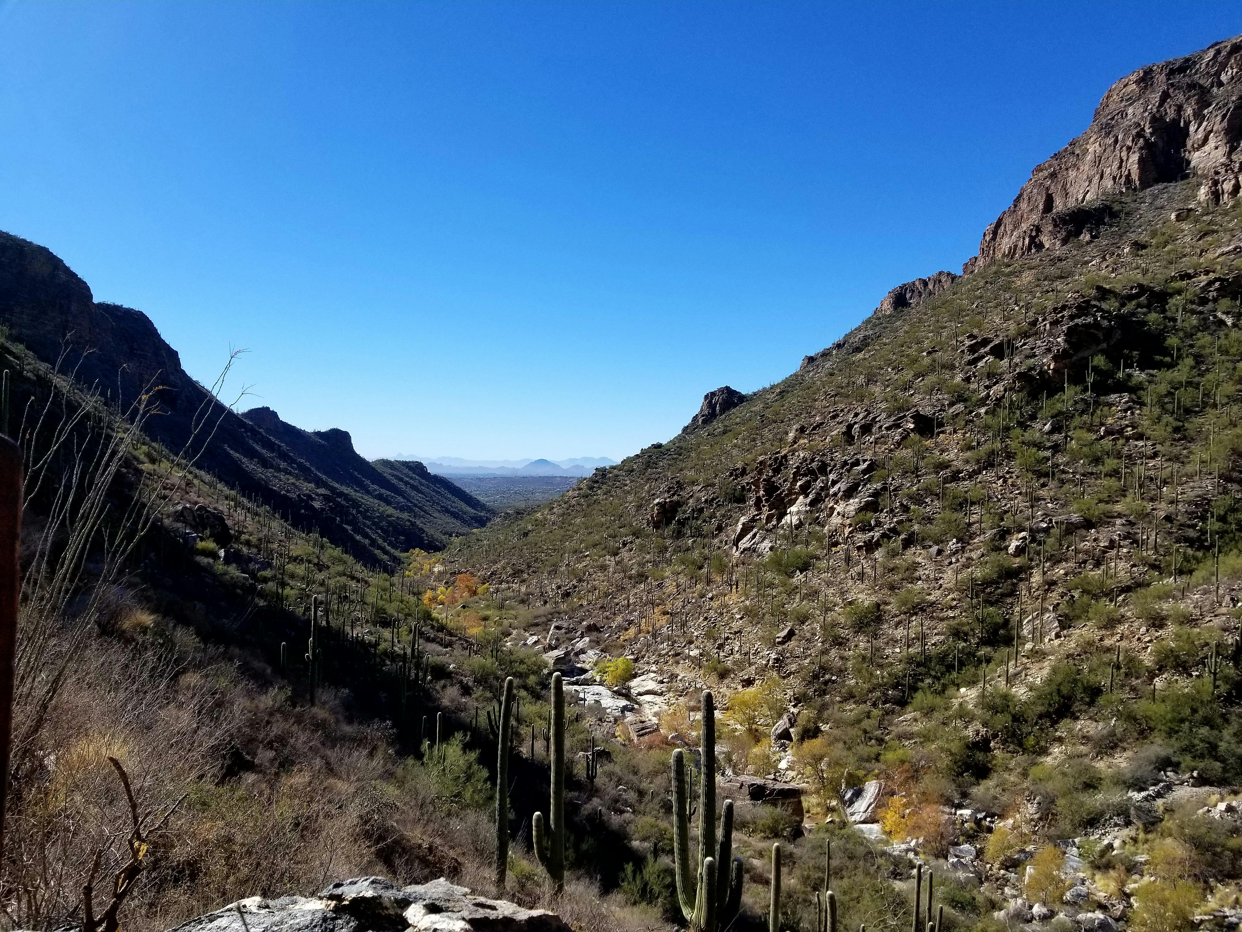 Kostenloses Foto zum Thema: arizona, berge, kaktus