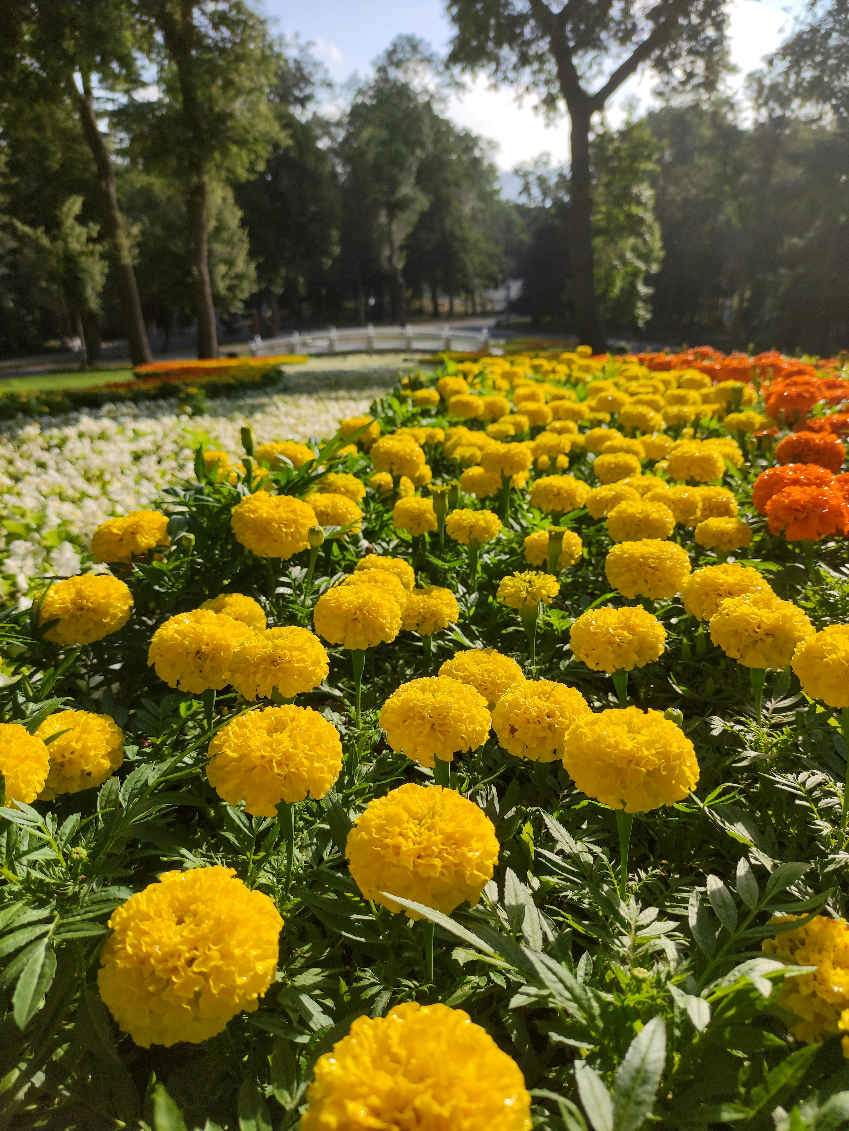 Marigold Flowers Photos, Download The BEST Free Marigold Flowers Stock ...