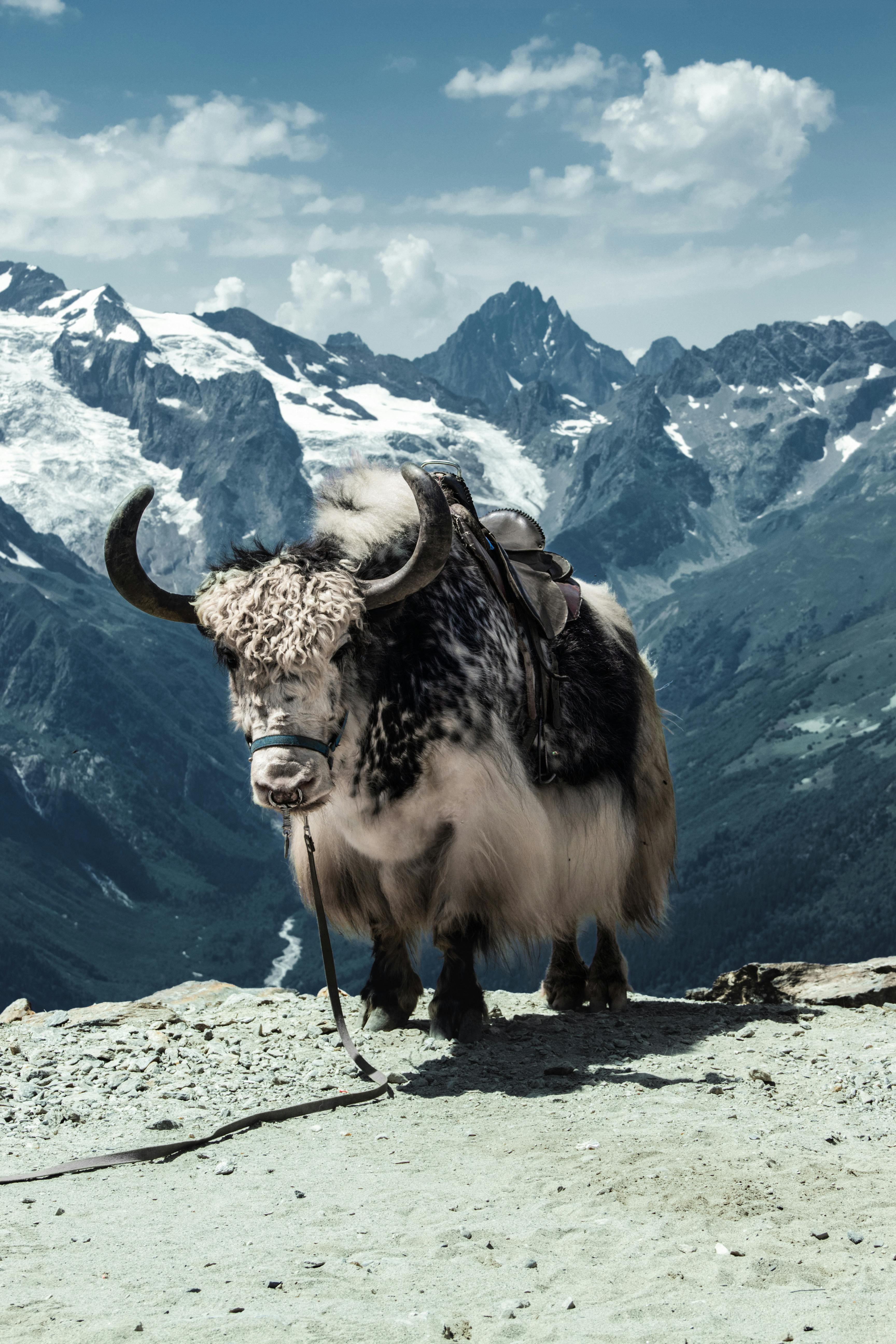 20+ Best Yak Photos · 100% Free Download · Pexels Stock Photos