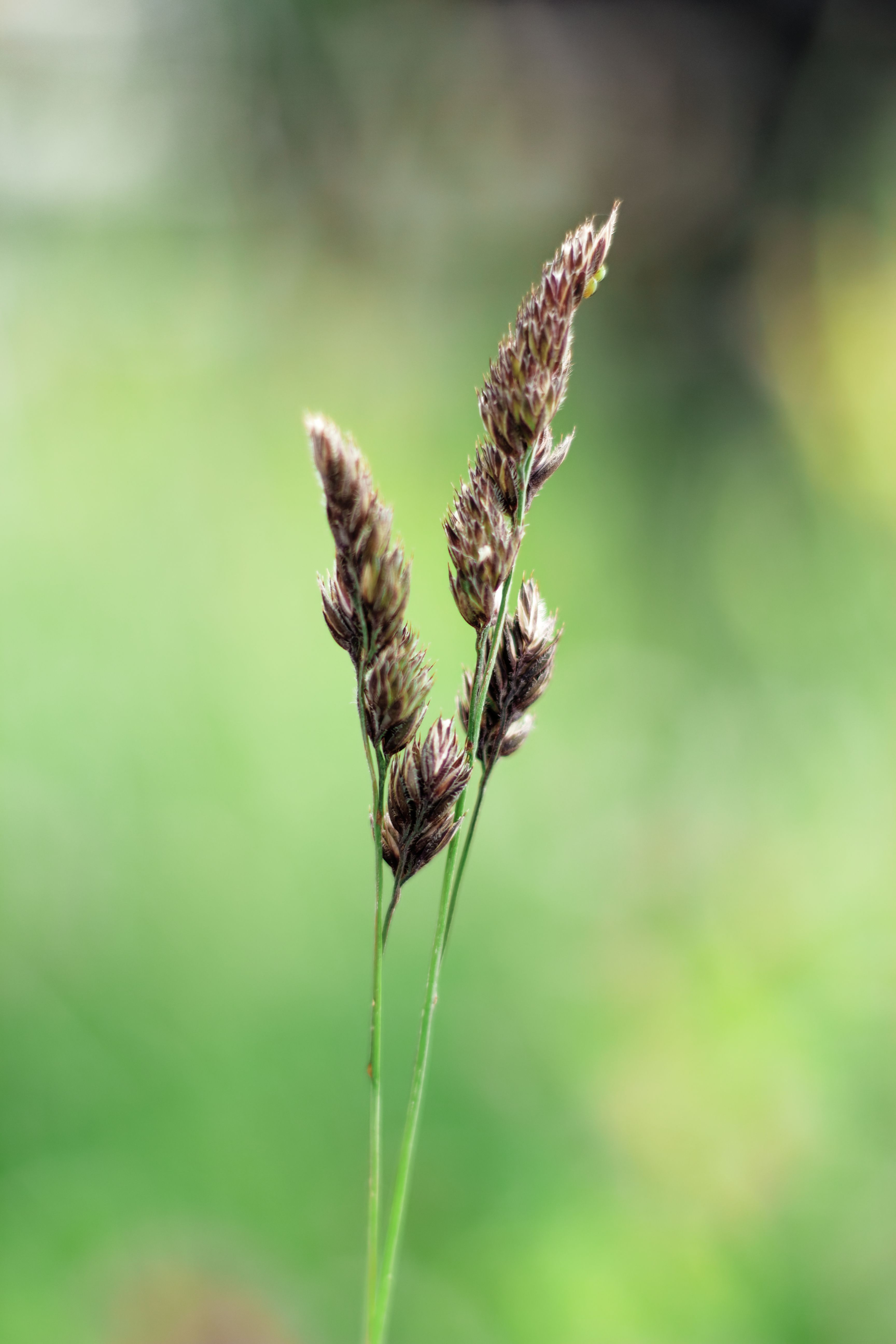 Straw Bale And Flowers Photos, Download The BEST Free Straw Bale And ...