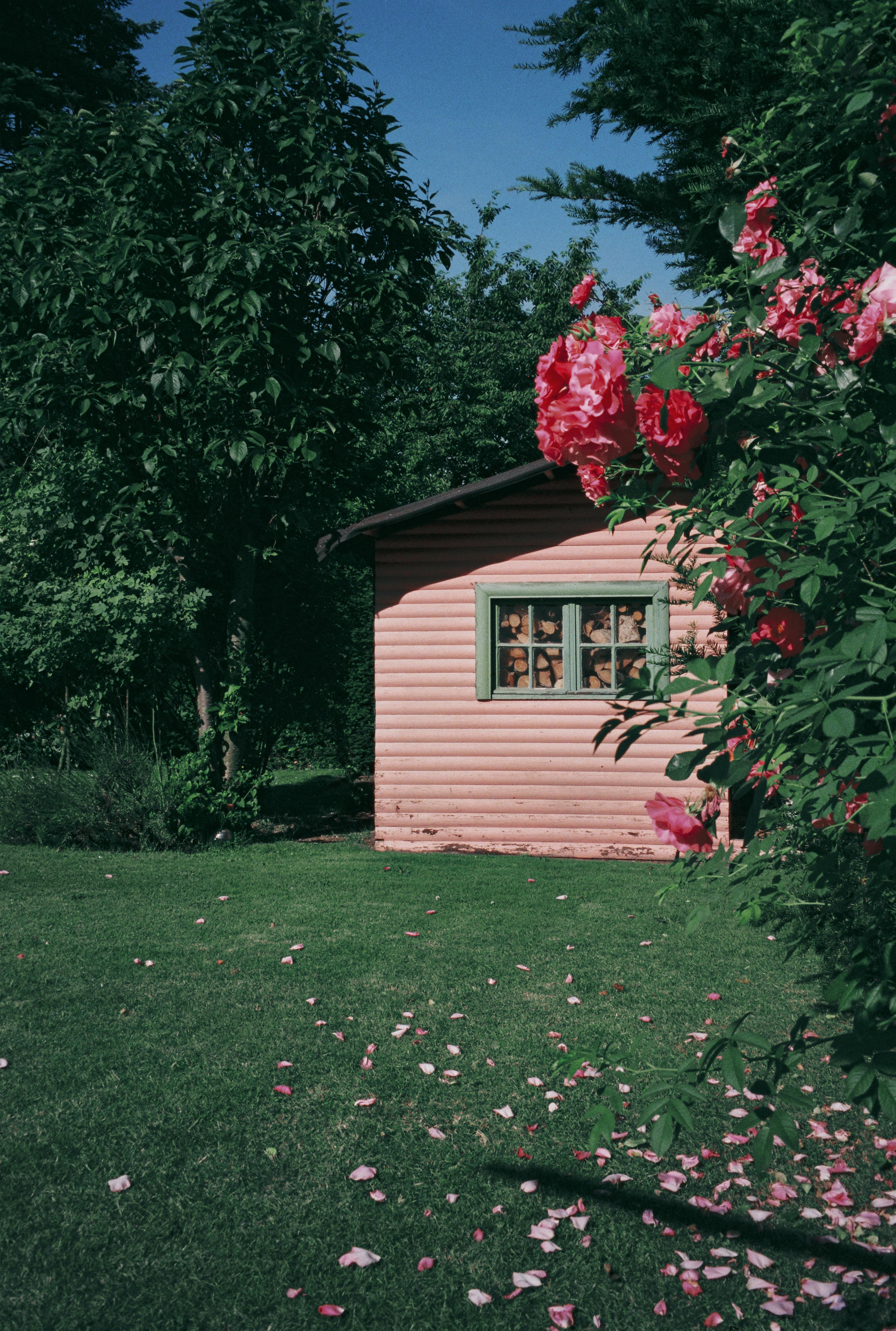 Pink Log Cabin near Trees · Free Stock Photo