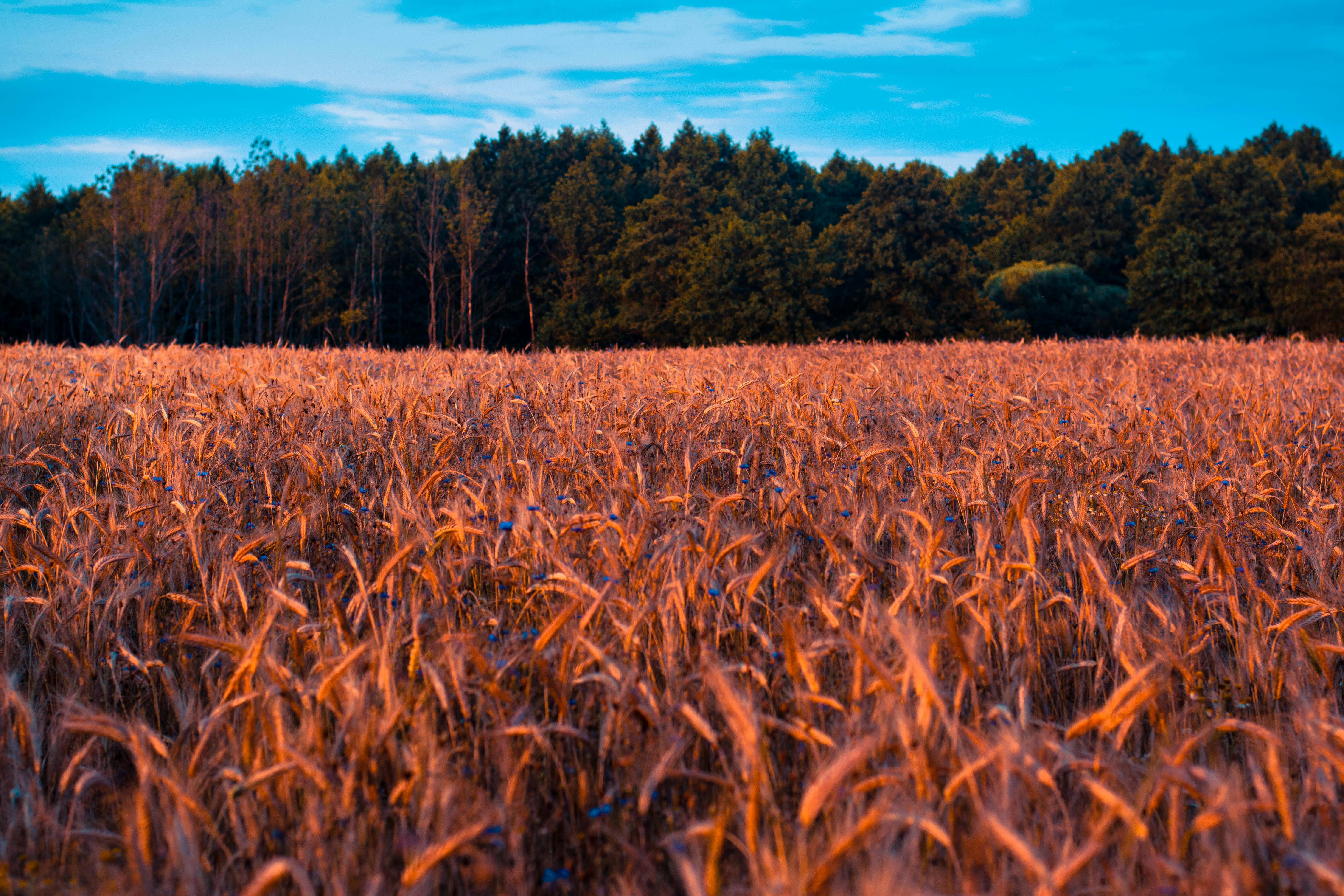 Cropland · Free Stock Photo