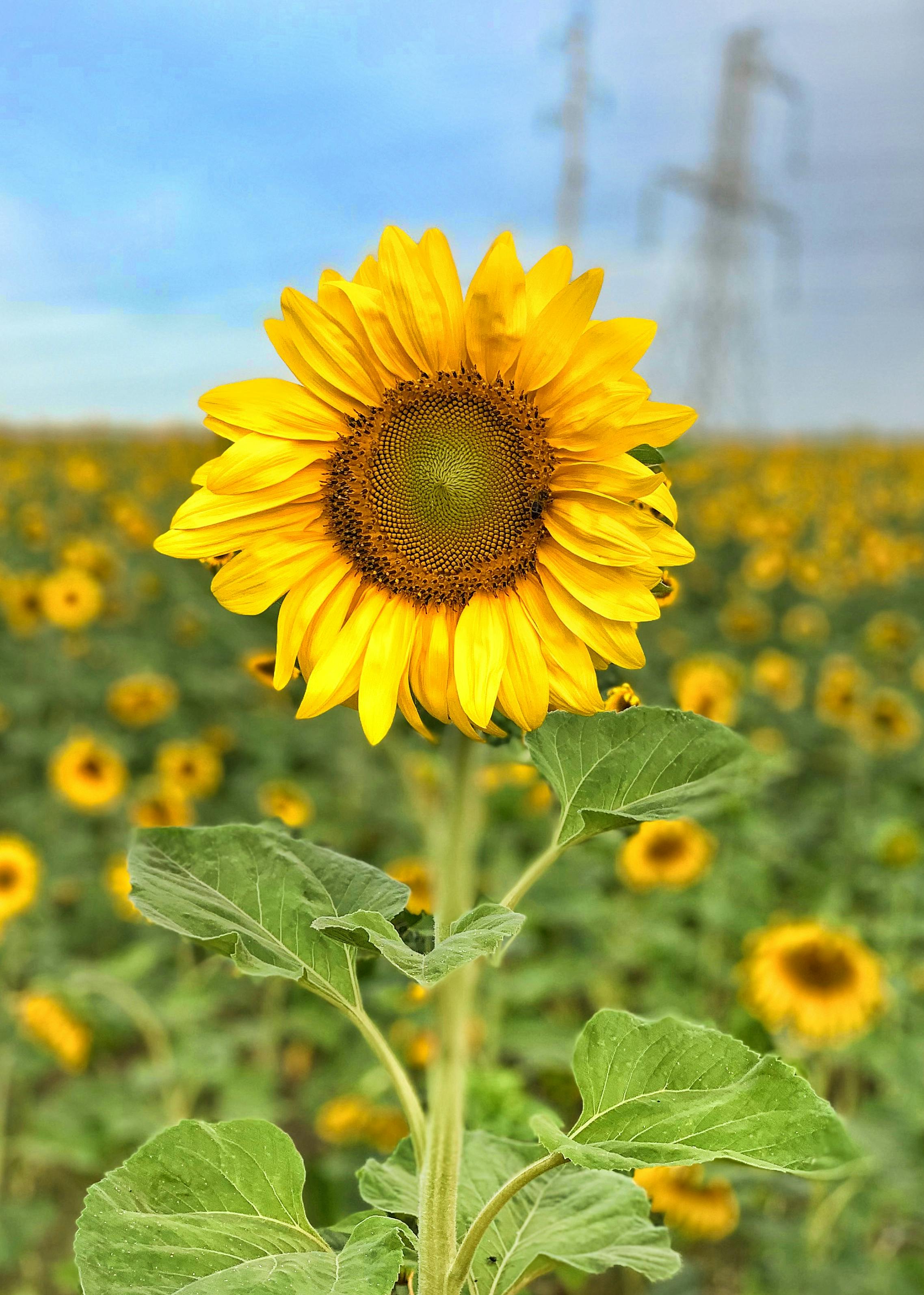Beautiful Yellow Sunflower Field · Free Stock Photo