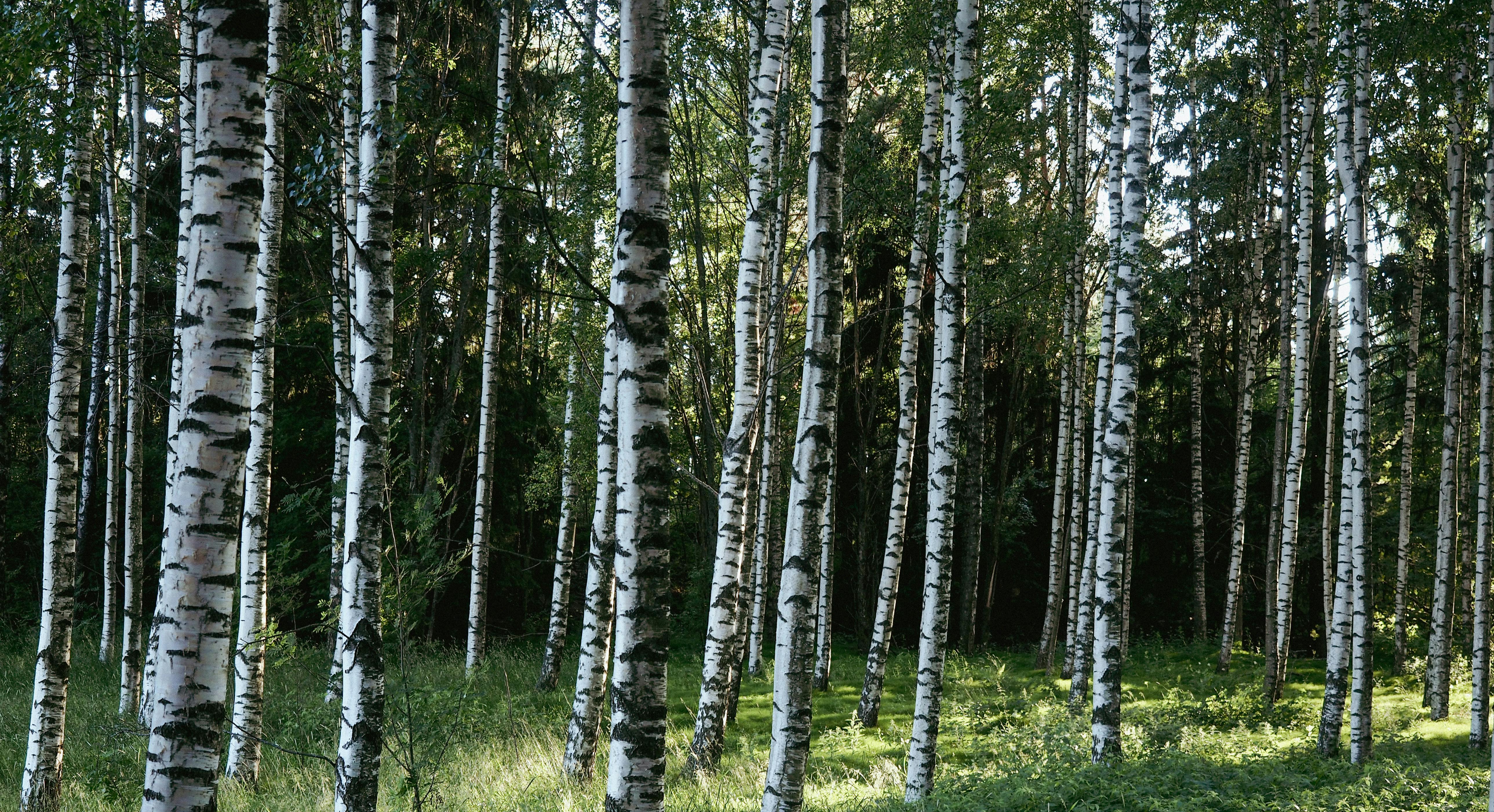 Birches in Forest · Free Stock Photo