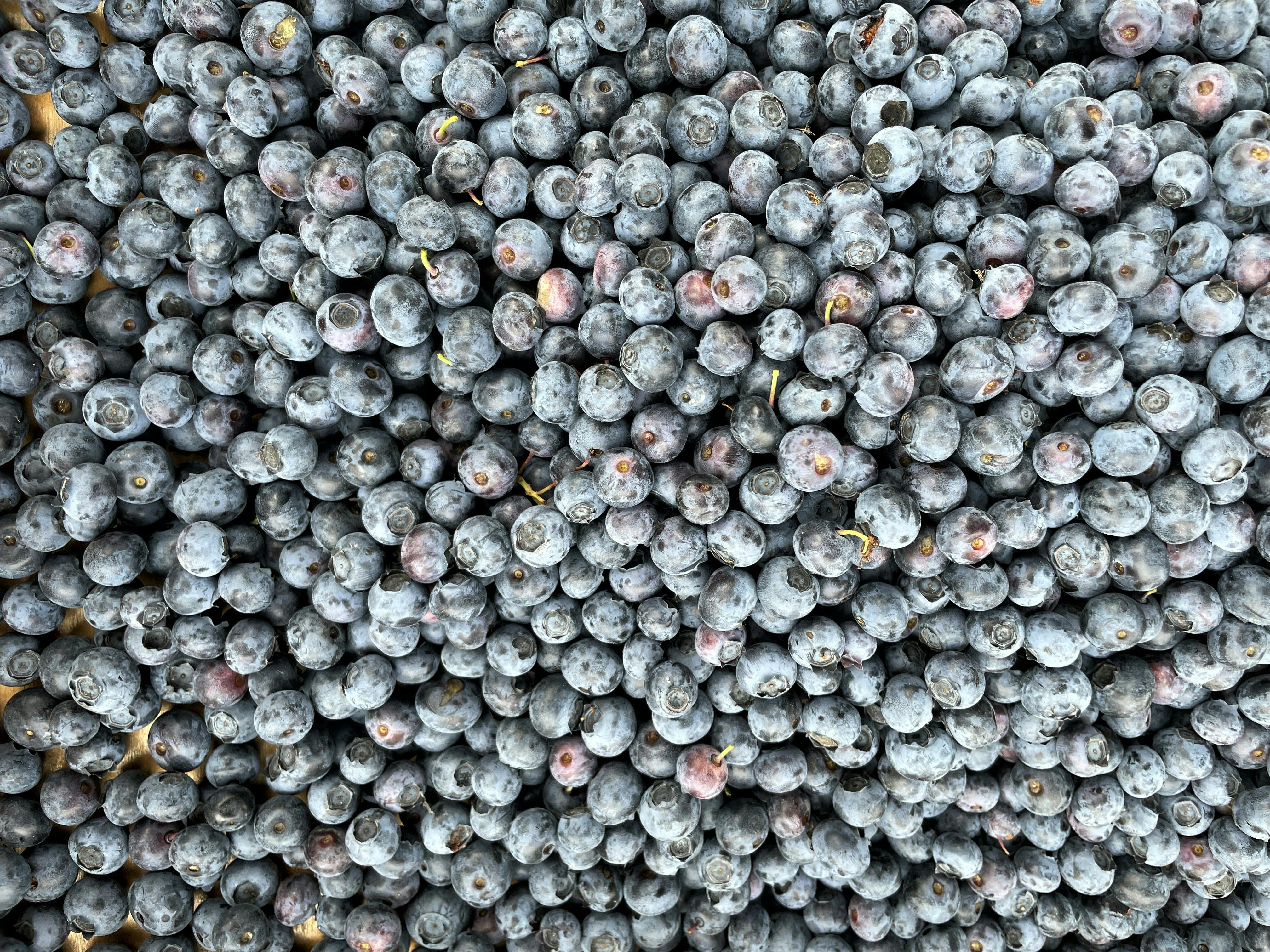 Close-Up Photo of Blueberries · Free Stock Photo