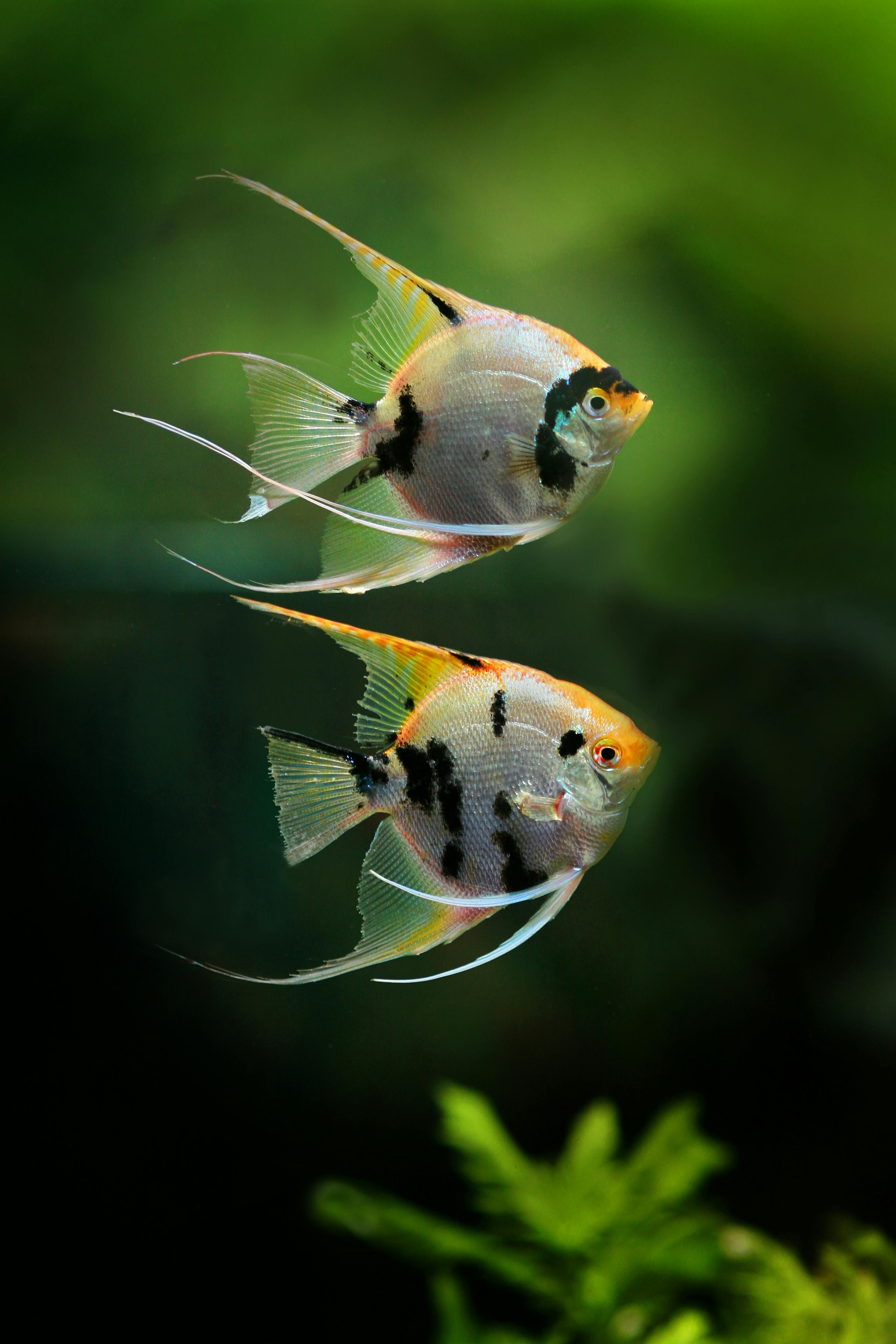 Koi Angelfish Photos, Download Free Koi Angelfish Stock Photos & HD Images