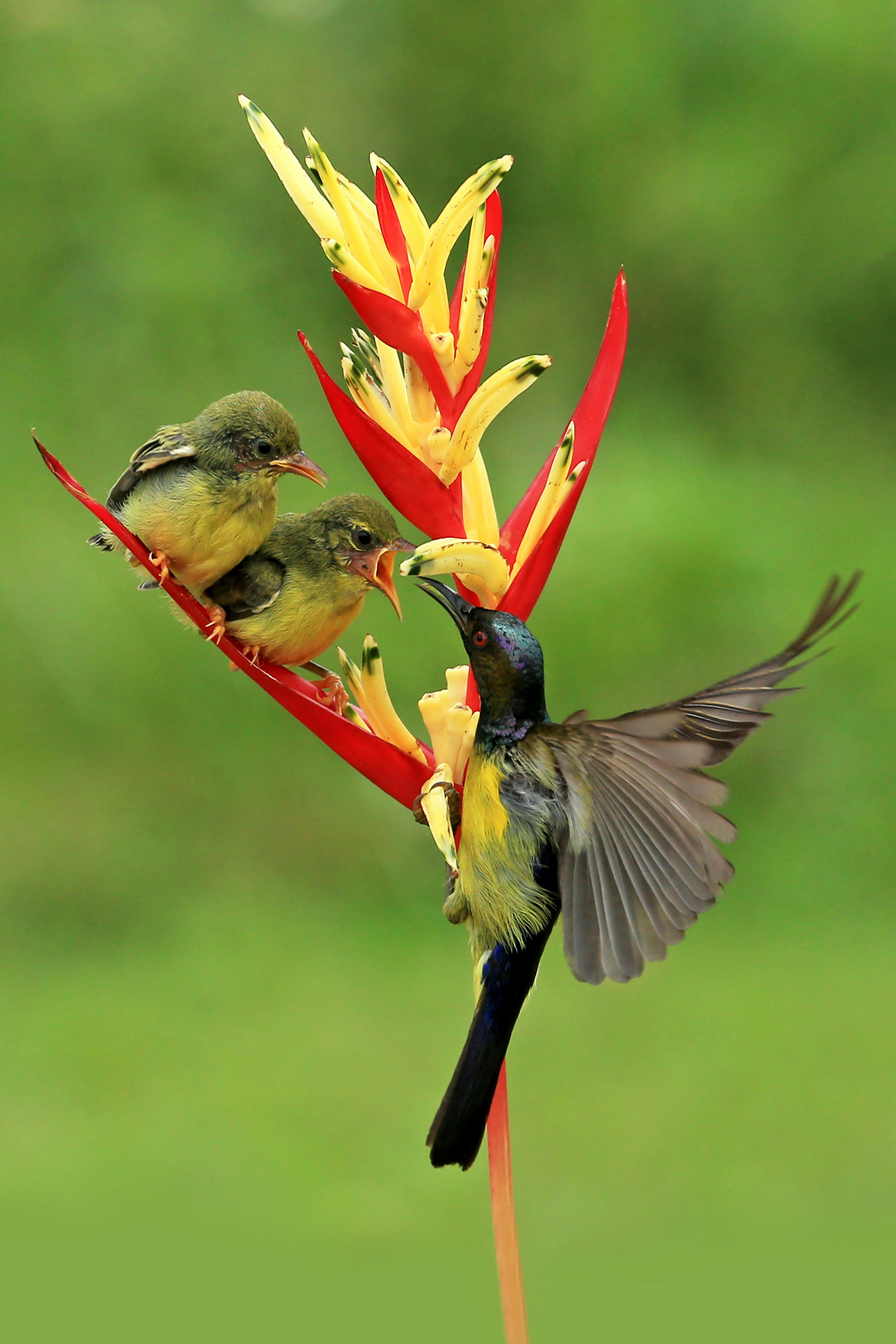 Family Of Birds Perched On Flower Stalks In The Morning Photos ...